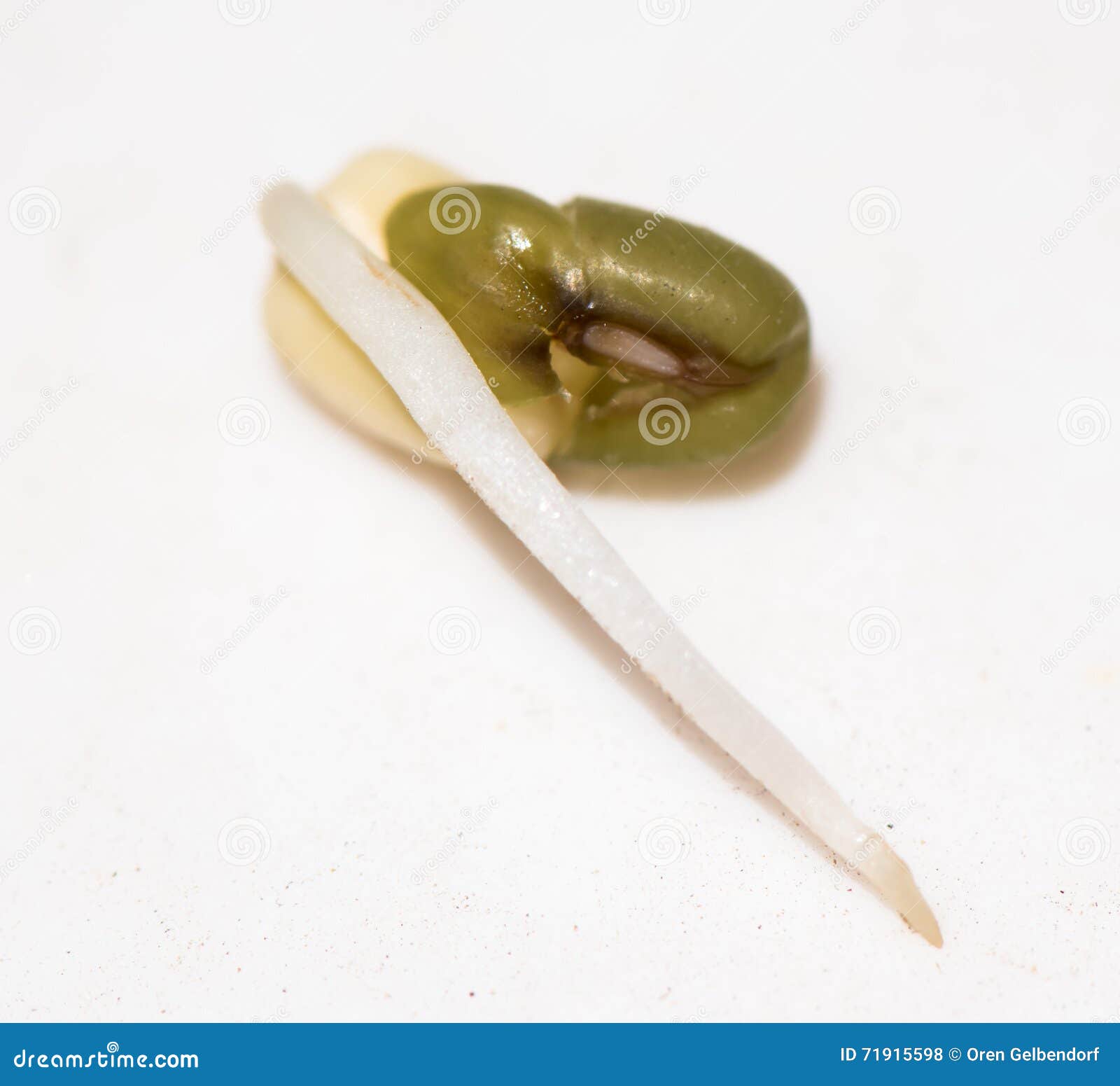 Single Mung bean sprouts stock photo. Image of germinated - 71915598