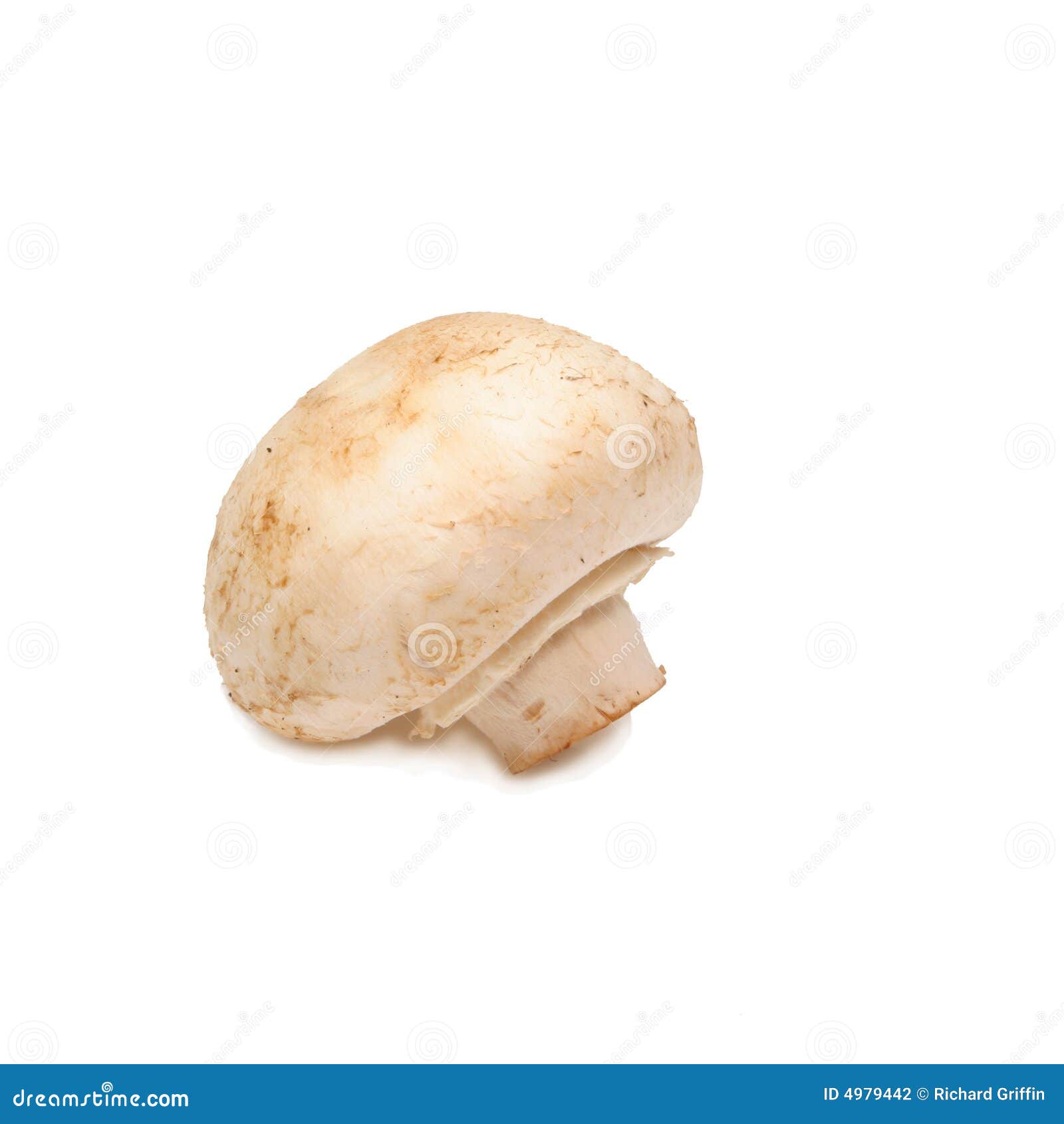 Single Mushroom Stock Photography - Image: 4979442