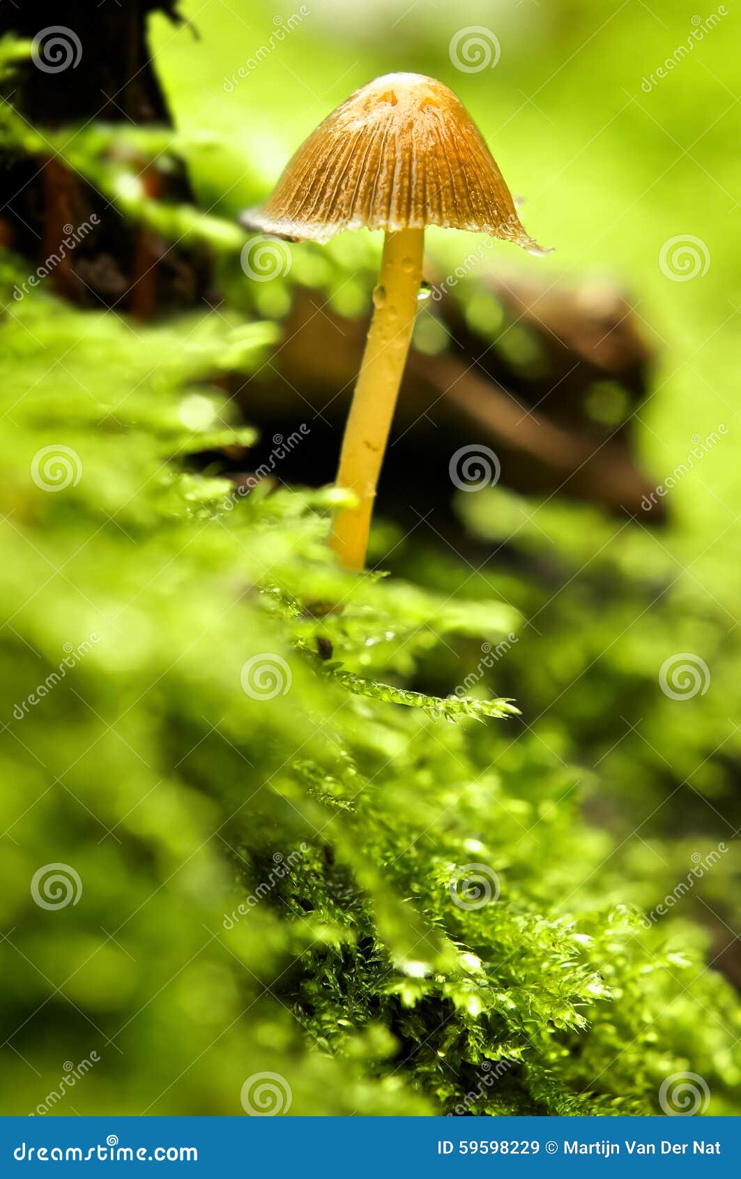 Single mushroom stock image. Image of trunk, forest, fall - 59598229