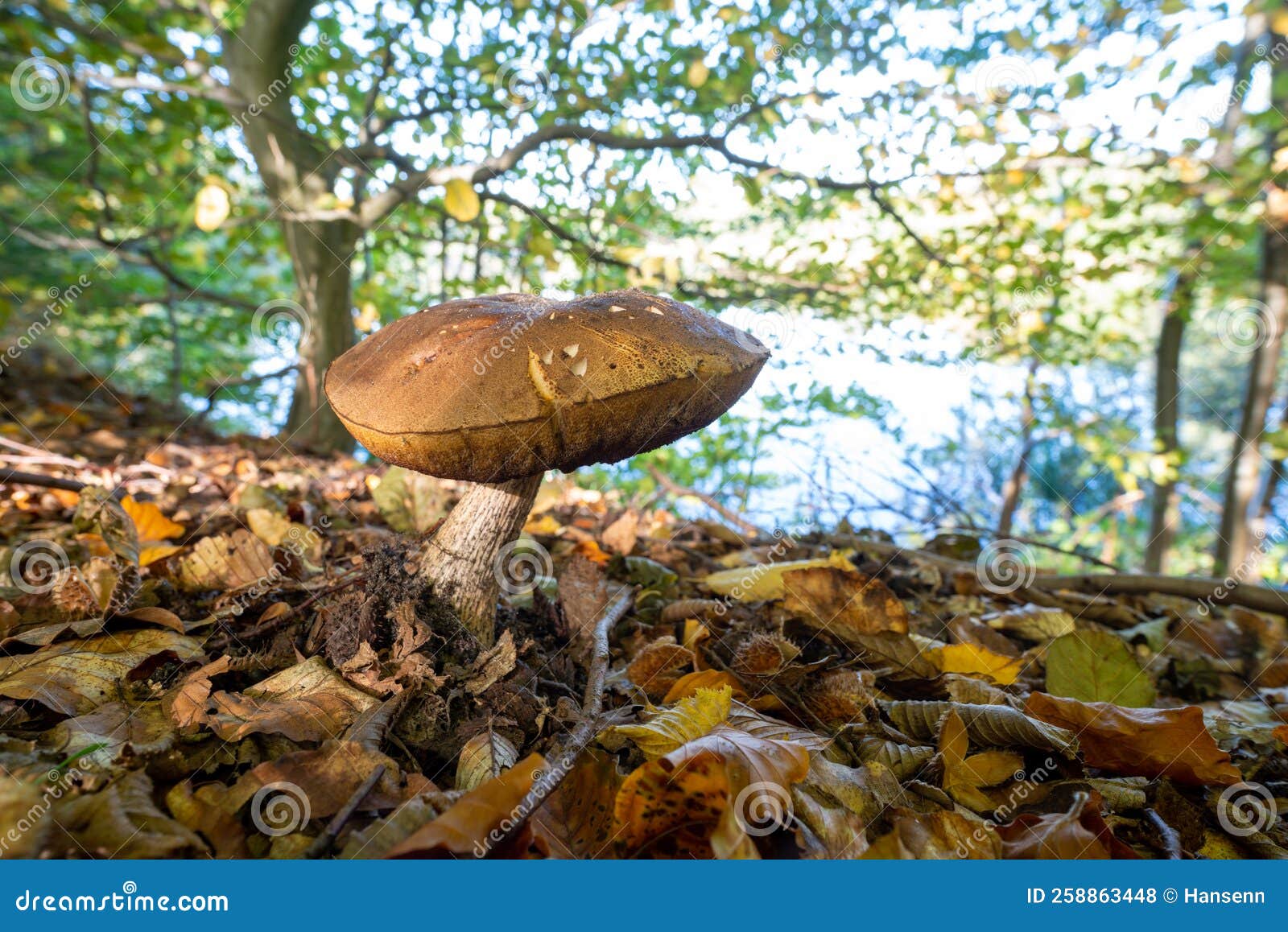 Single mushroom stock photo. Image of parasite, edible - 258863448
