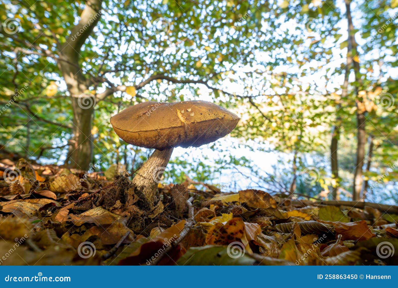 Single mushroom stock photo. Image of climate, trees - 258863450