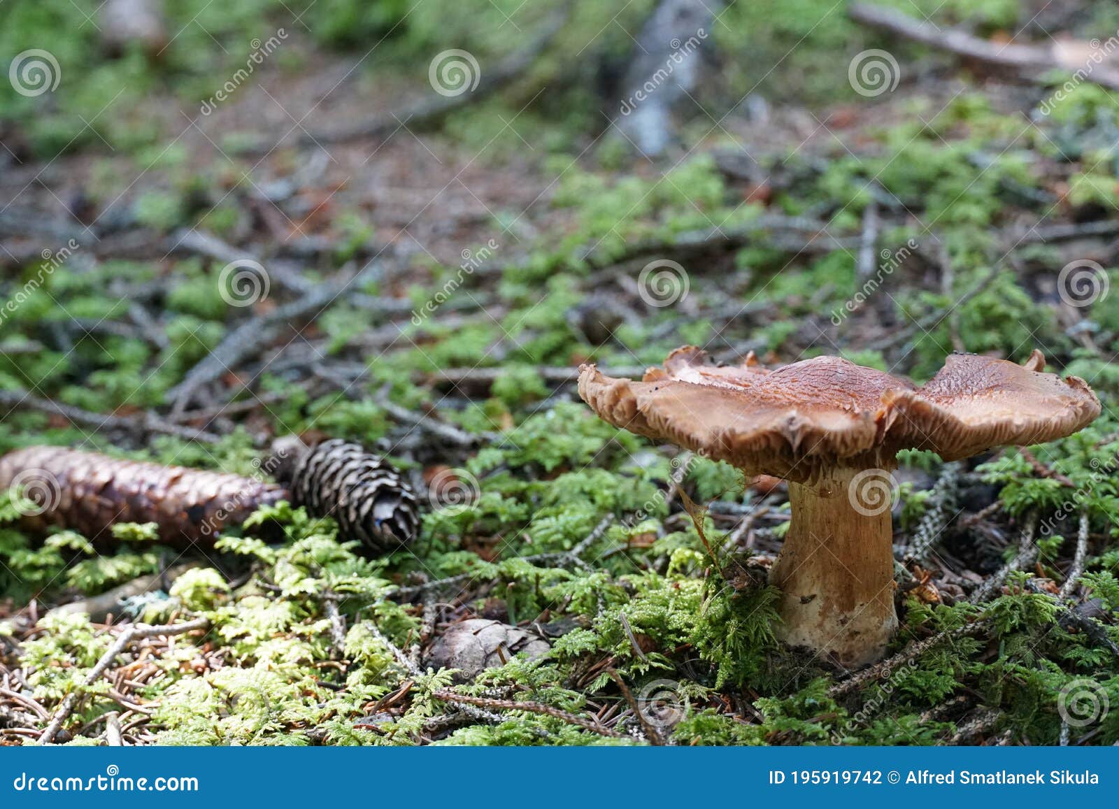 A Single Mushroom with Copy Space Photo. Stock Photo - Image of danger ...