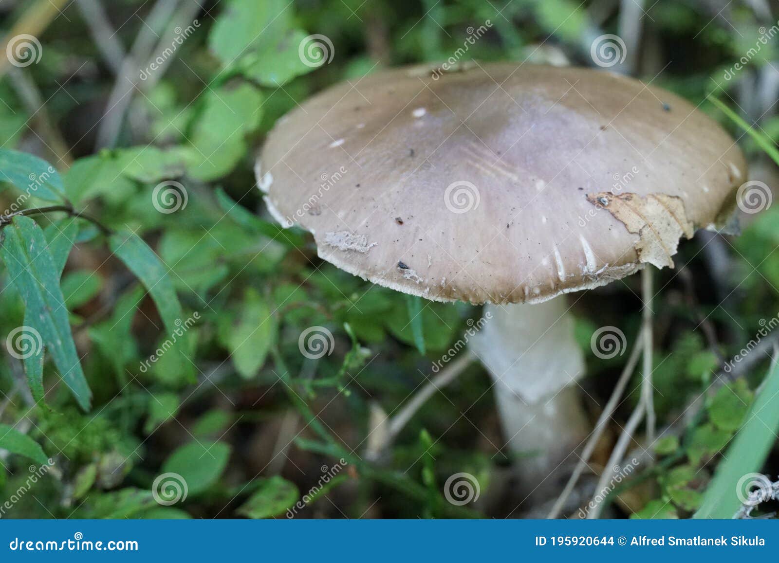 A Single Mushroom with Copy Space Photo. Stock Photo - Image of macro ...