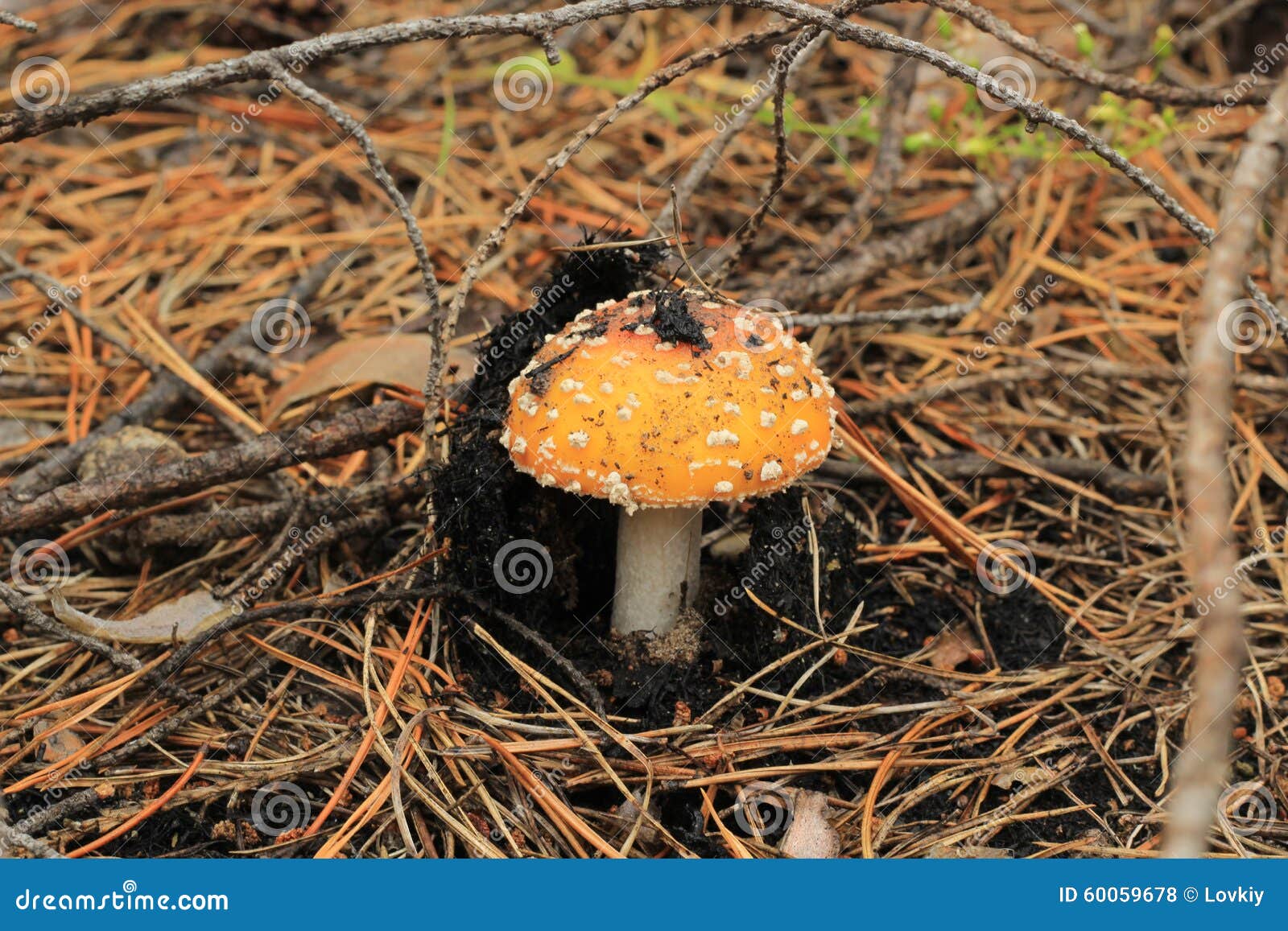 Single mushroom stock photo. Image of mushroom, grass - 60059678