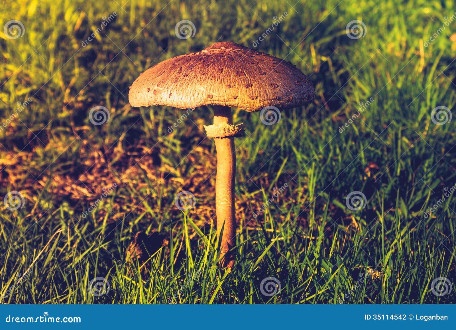 Single Mushroom in Field of Green Grass Stock Photo - Image of ...