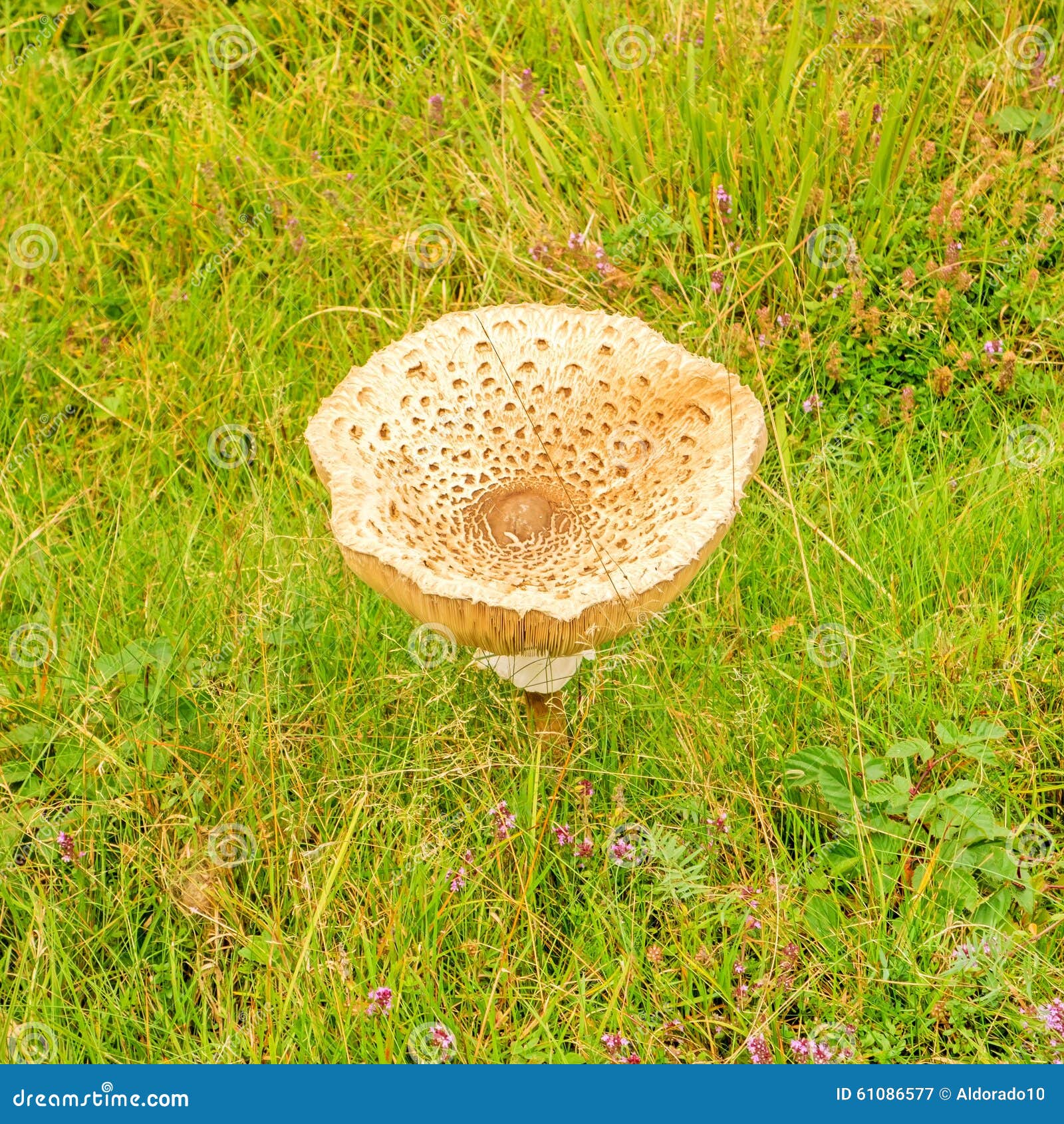 Single Mushroom on Green Meadow Stock Image - Image of mushroom, brown ...