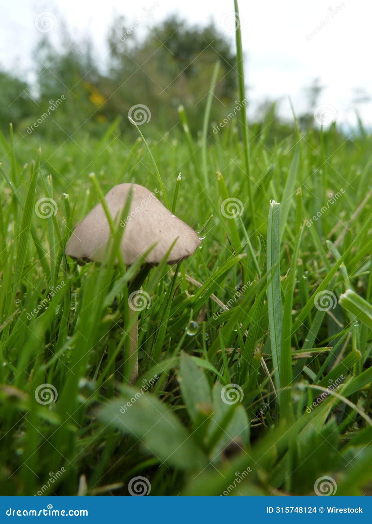 Single Mushroom Growing in Green Grass on a Lawn Stock Photo - Image of ...