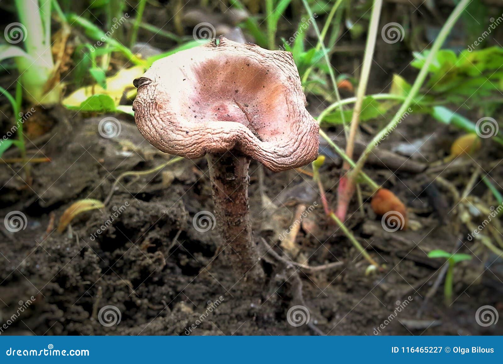 Single mushroom stock image. Image of macro, single - 116465227