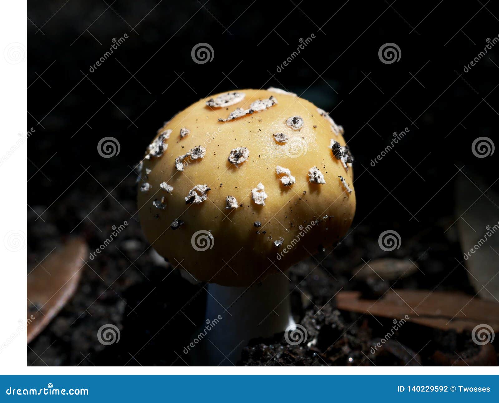 The Single Mushroom stock photo. Image of alone, grows - 140229592