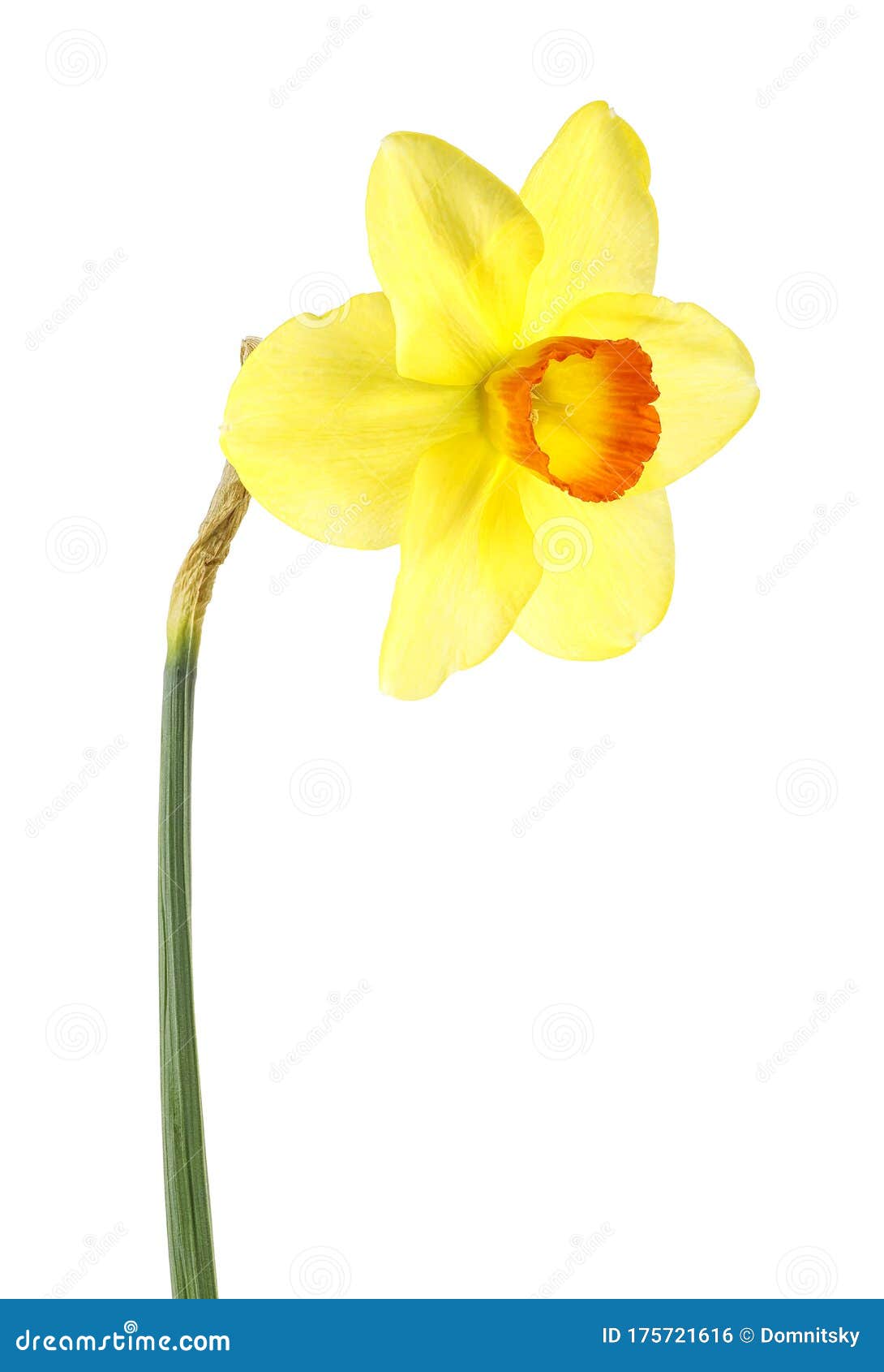 Single Narcissus Flower Isolated on White Background Stock Photo ...