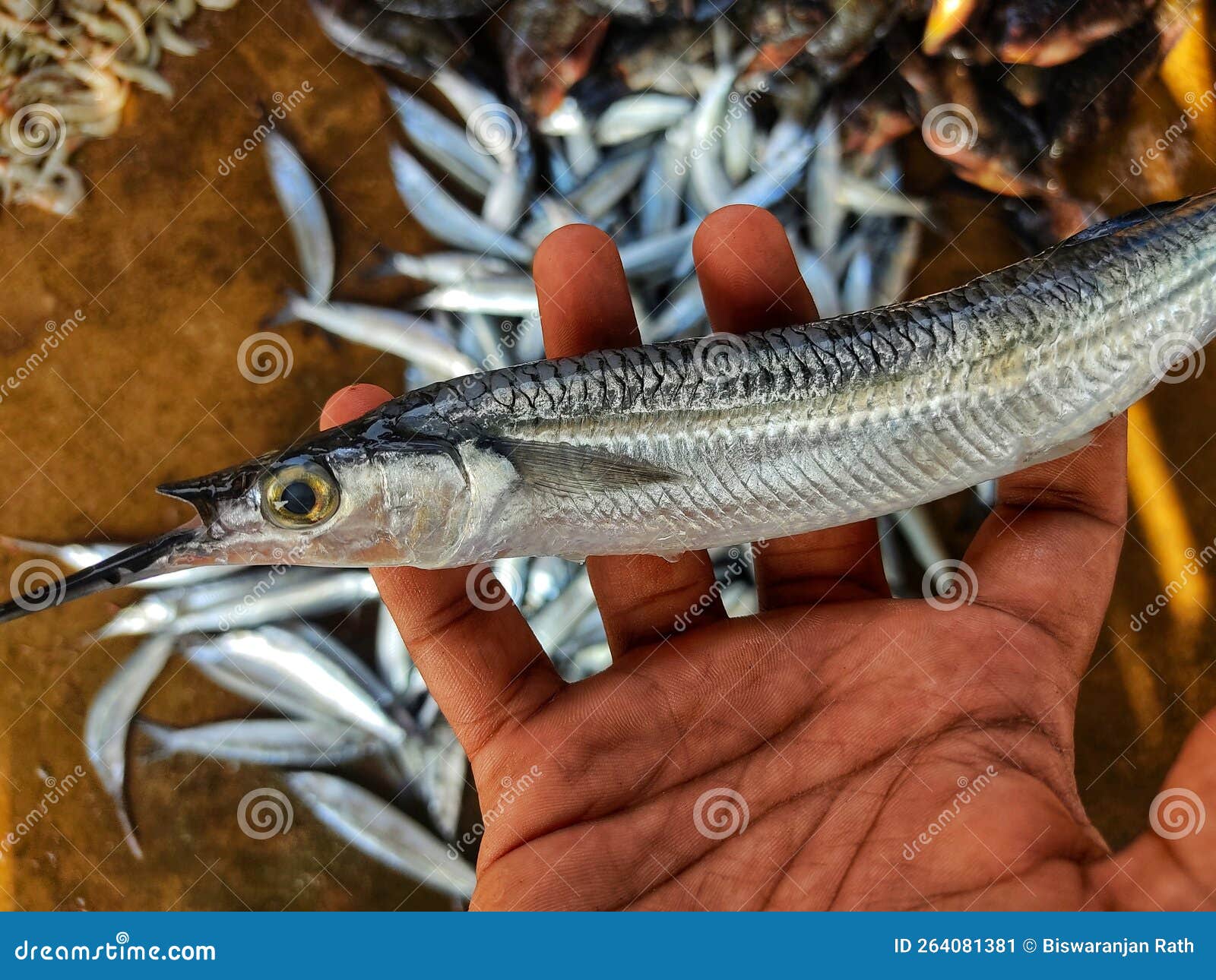 Single Needle Fish Strogylura Halfbeak Fish in Hand Stock Image - Image ...