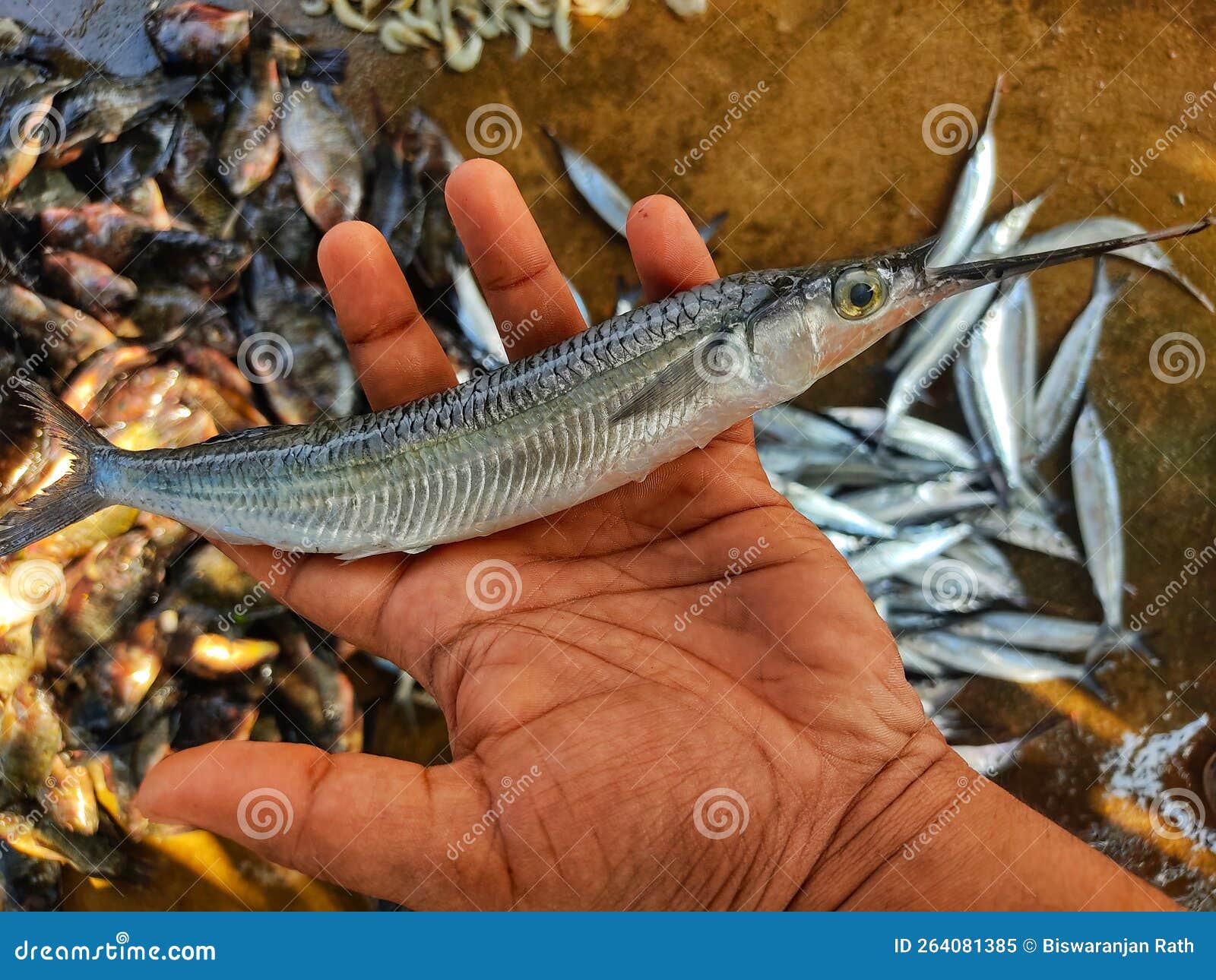 Single Needle Fish Strogylura Halfbeak Fish in Hand Stock Image - Image ...