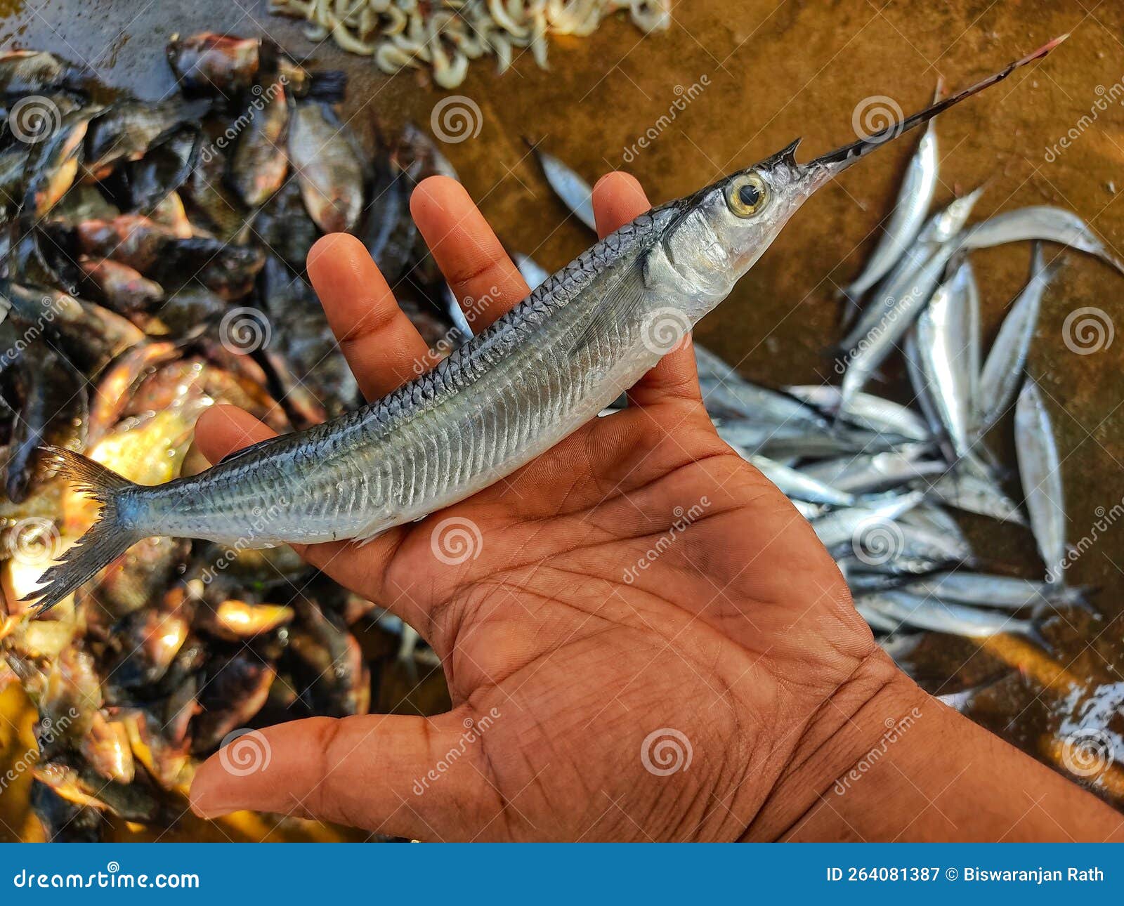 Single Needle Fish Strogylura Halfbeak Fish in Hand Stock Image - Image ...