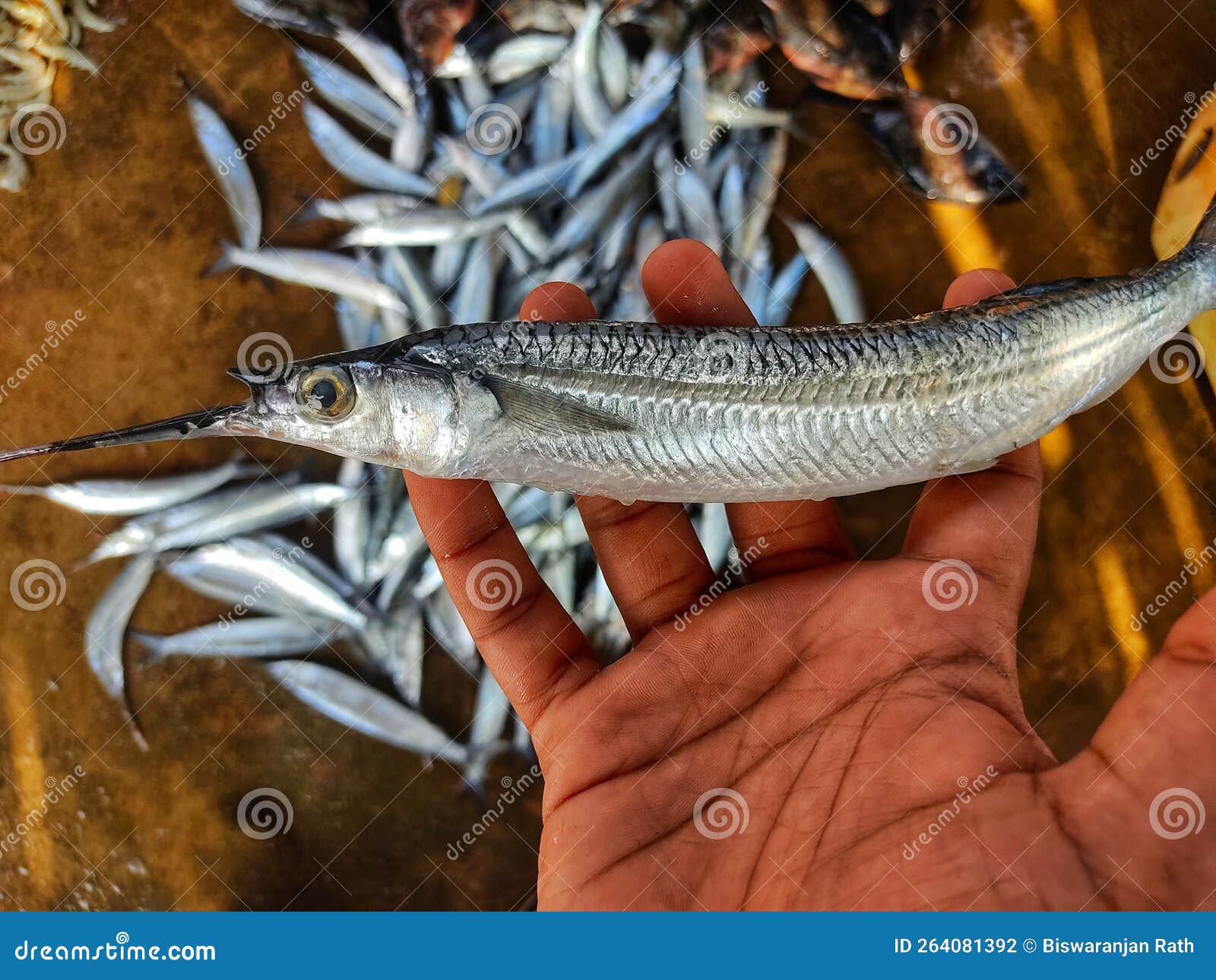 Single Needle Fish Strogylura Halfbeak Fish in Hand Stock Photo - Image ...