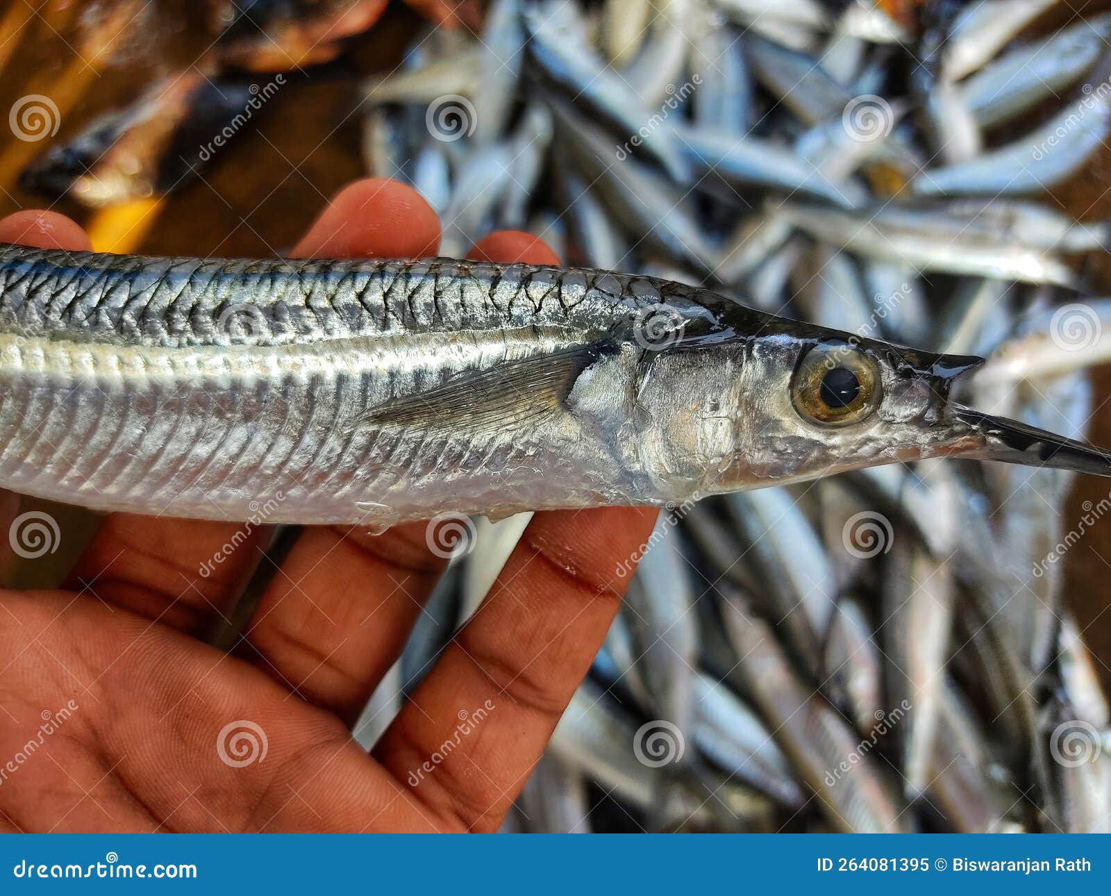 Single Needle Fish Strogylura Halfbeak Fish in Hand Stock Image - Image ...