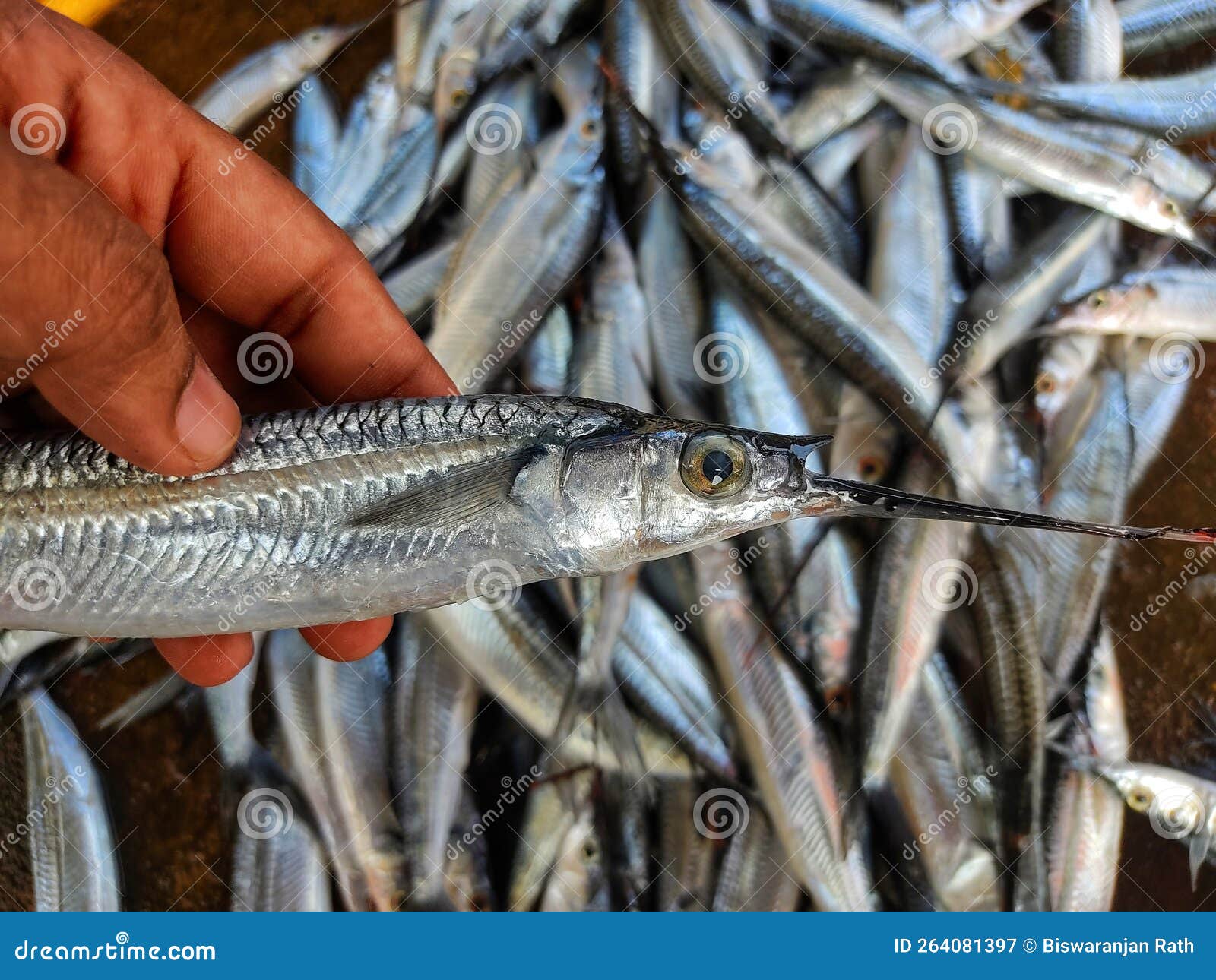 Single Needle Fish Strogylura Halfbeak Fish in Hand Stock Image - Image ...