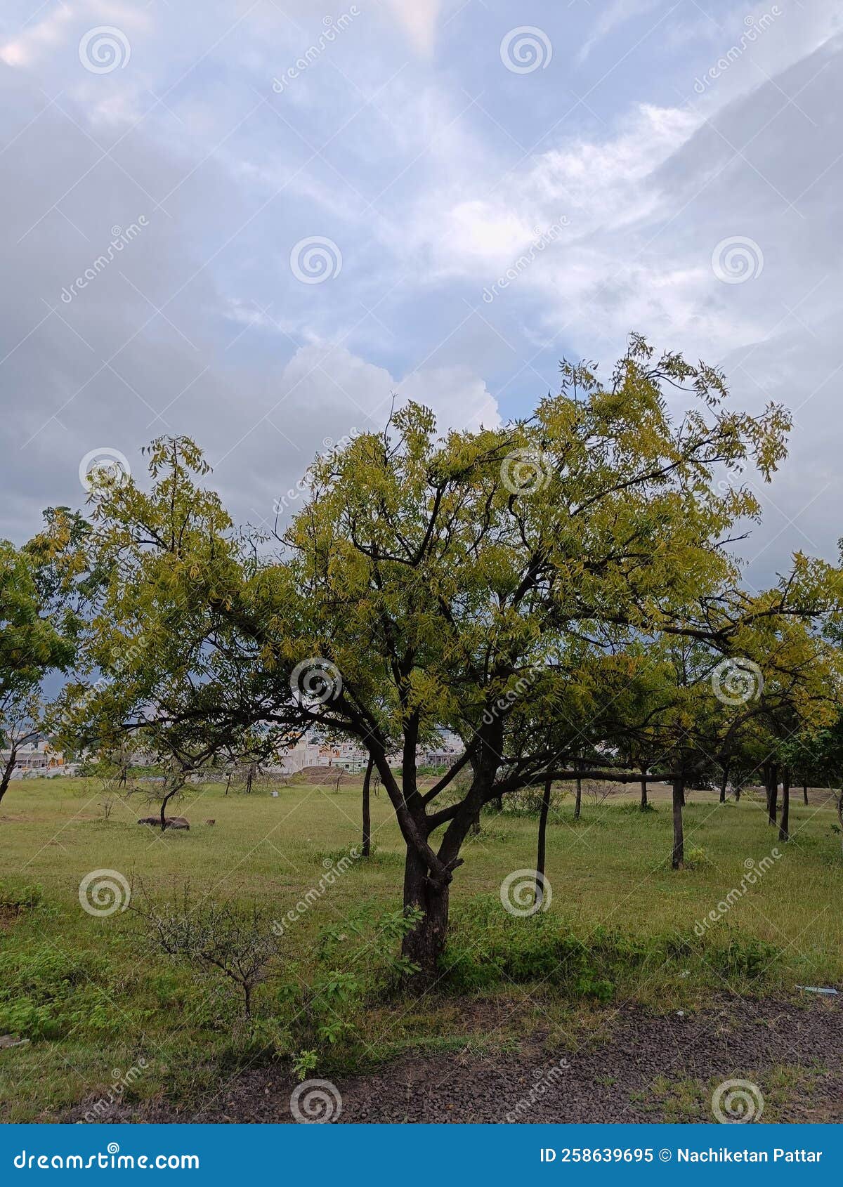 A single neem tree stock image. Image of savanna, pasture - 258639695