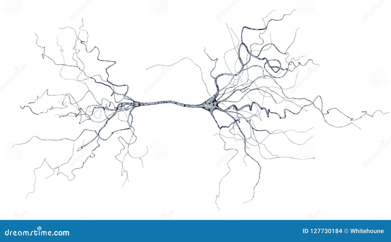 Single Neuron Nervous System On White. 3D Illustration | CartoonDealer ...