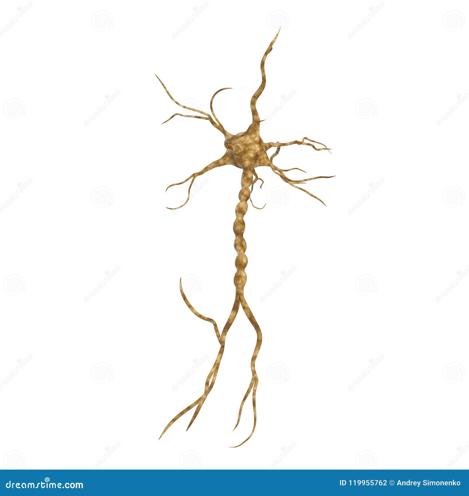 Neuron Nervous System Anatomy Neurotransmitter Sensory Central ...