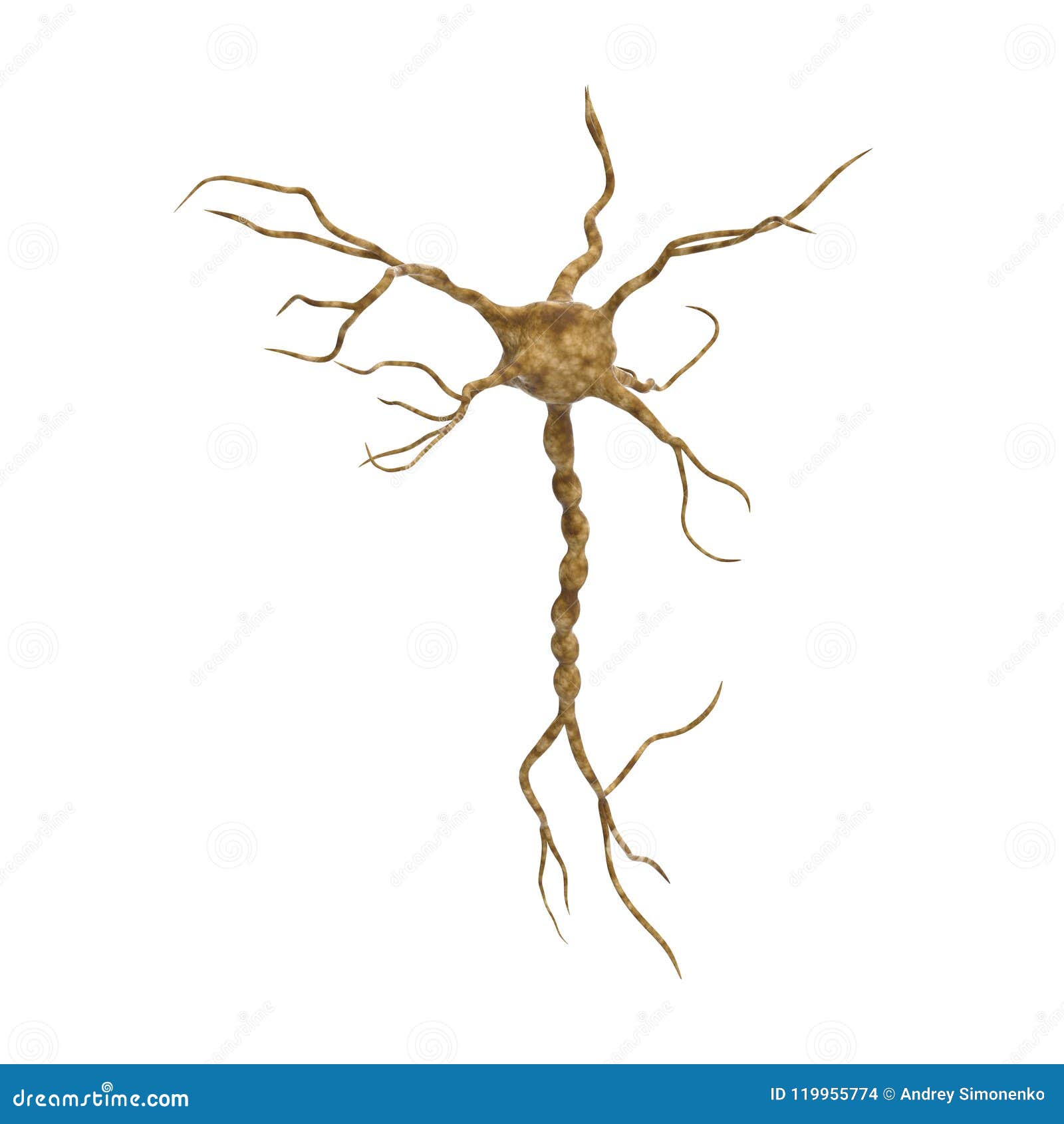 Neuron Nervous System Anatomy Neurotransmitter Sensory Central ...