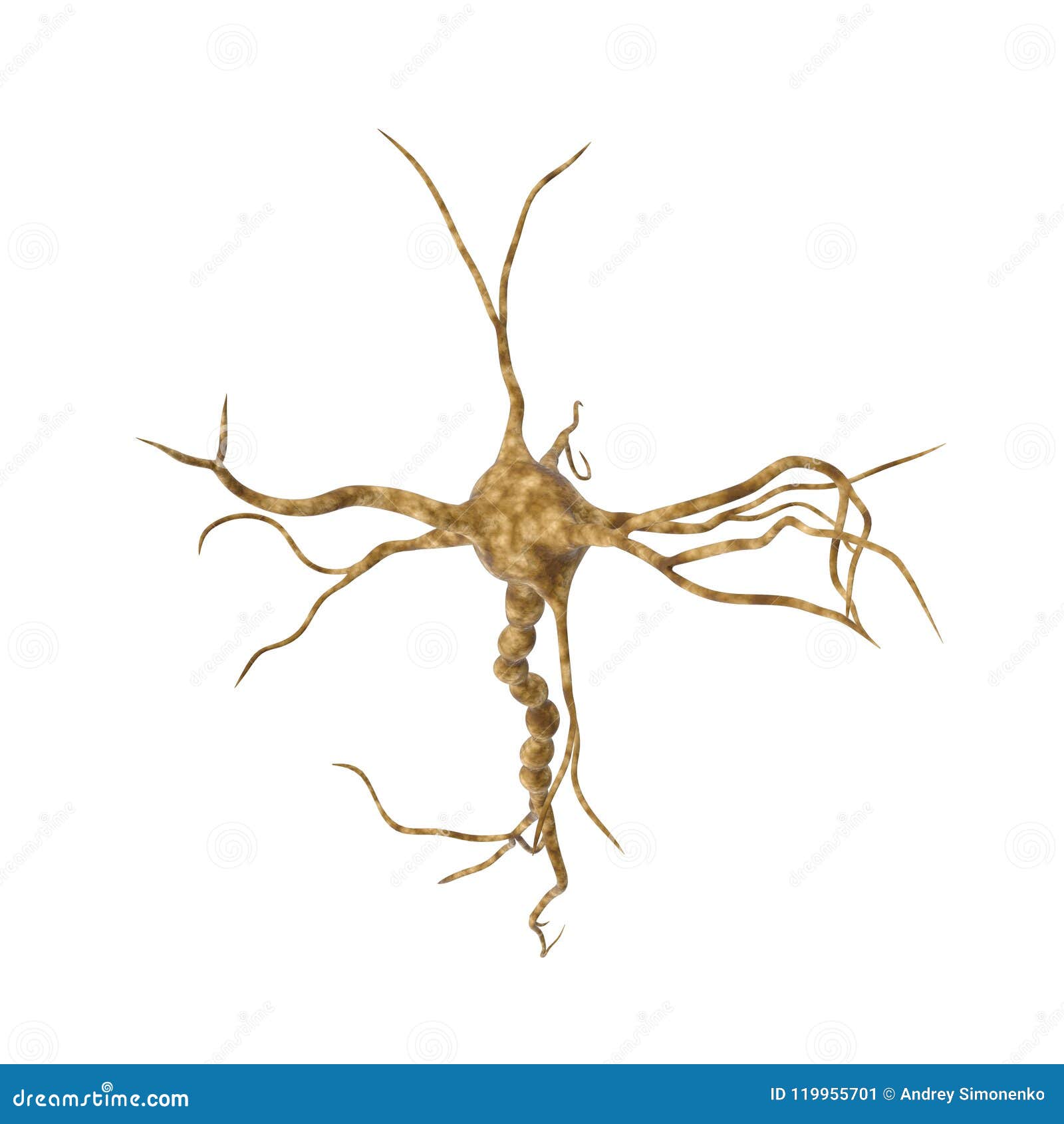 Single Neuron Nervous System on White. 3D Illustration Stock ...
