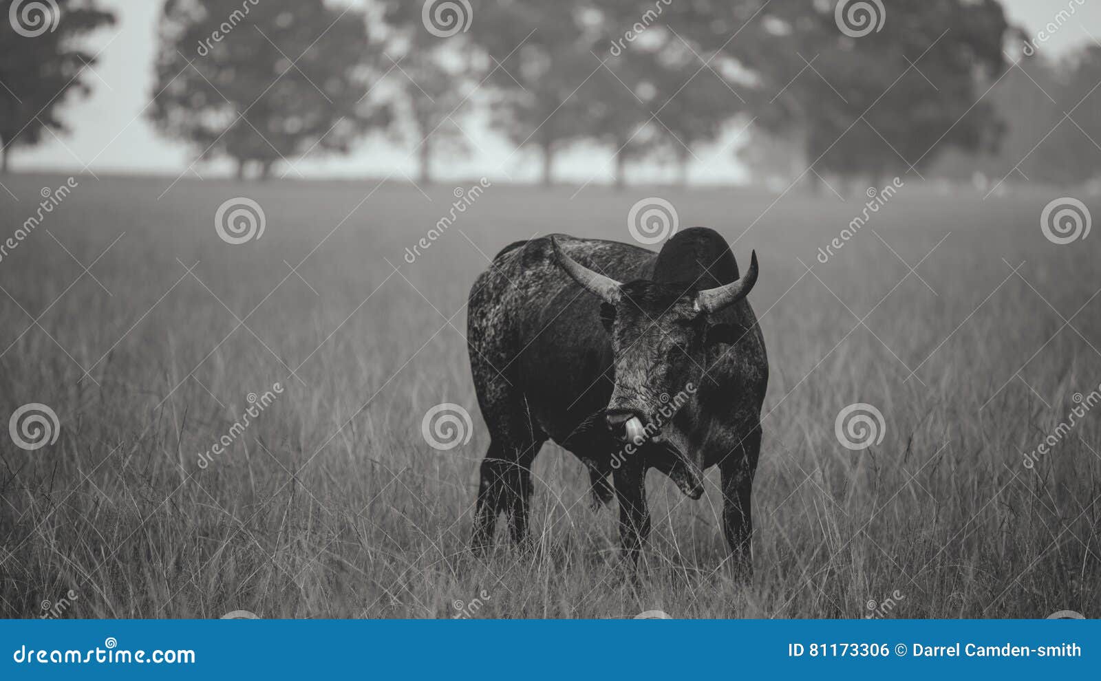 Single Nguni Bull stock photo. Image of livestock, beef - 81173306