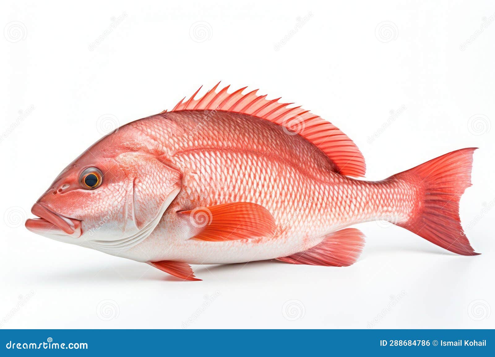 Northern Red Snapper Fish Lutjanus Campechanus Marine Ray-finned Specie ...