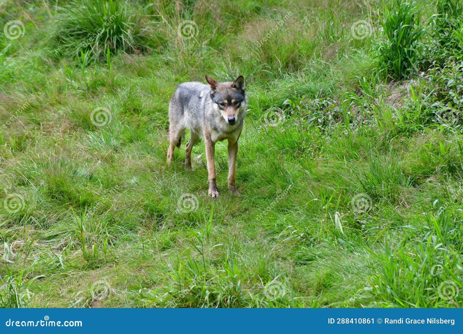 Single Norwegian Wolf stock image. Image of nordic, attention - 288410861