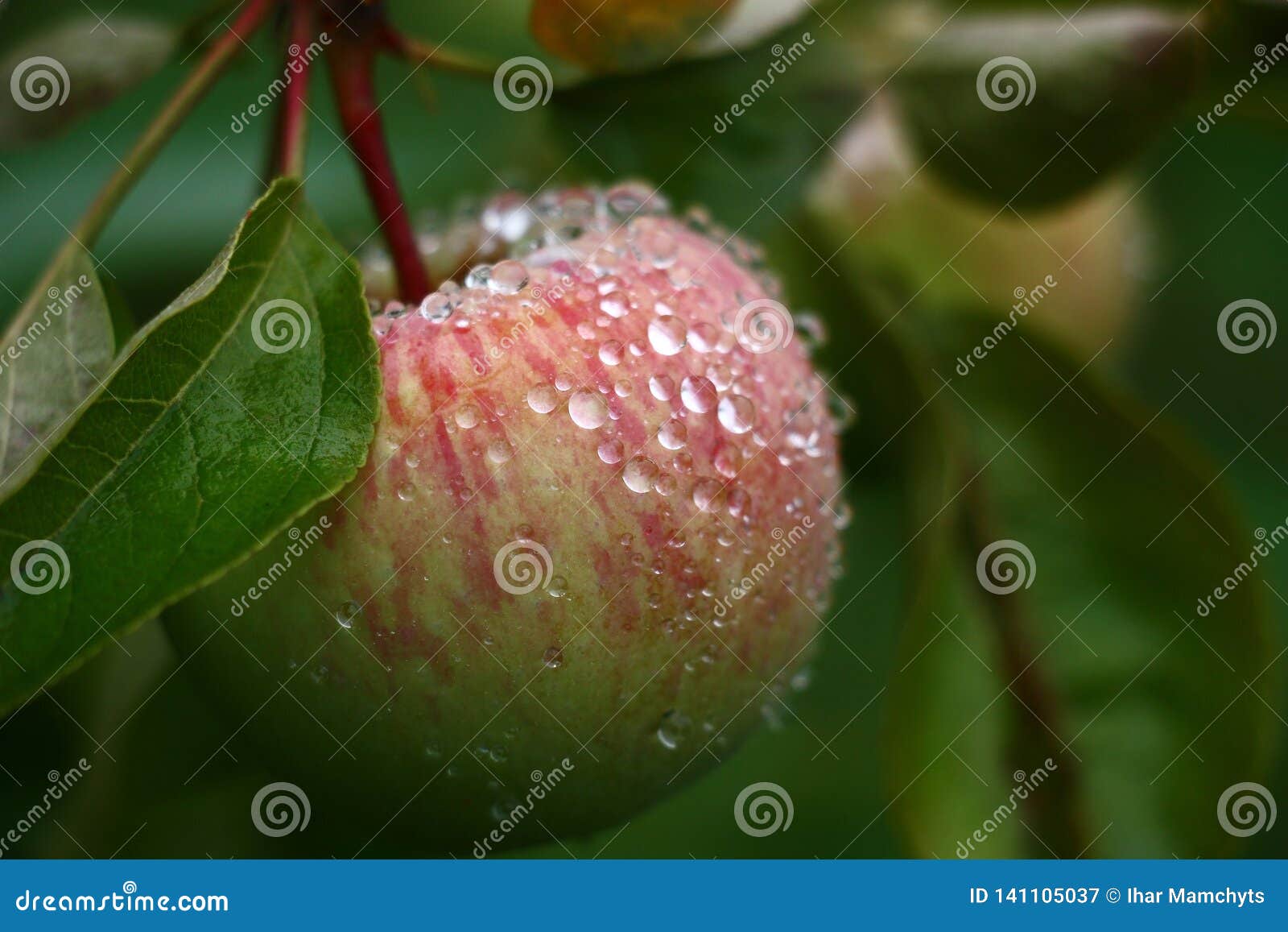 Ordinary apple. stock image. Image of drops, rural, leaves - 141105037