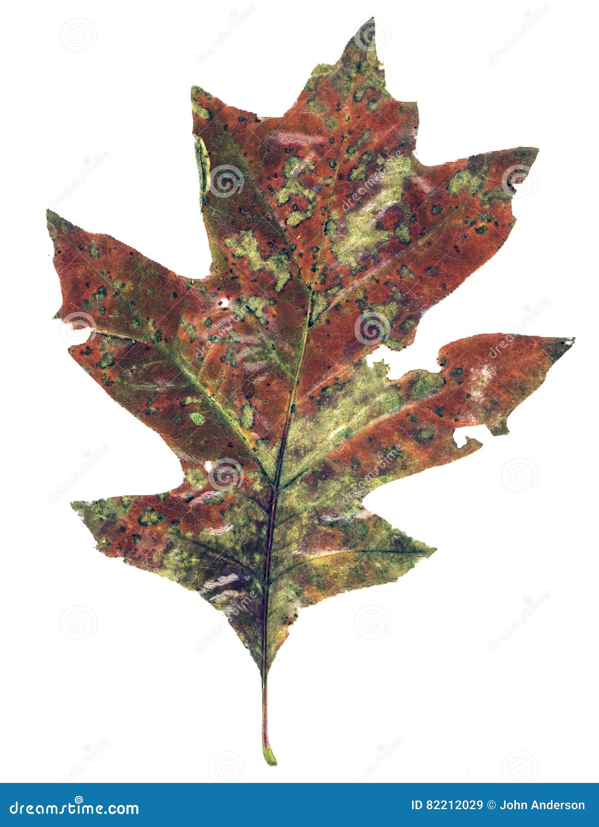 Single oak Autumn leaves stock image. Image of colorful - 82212029