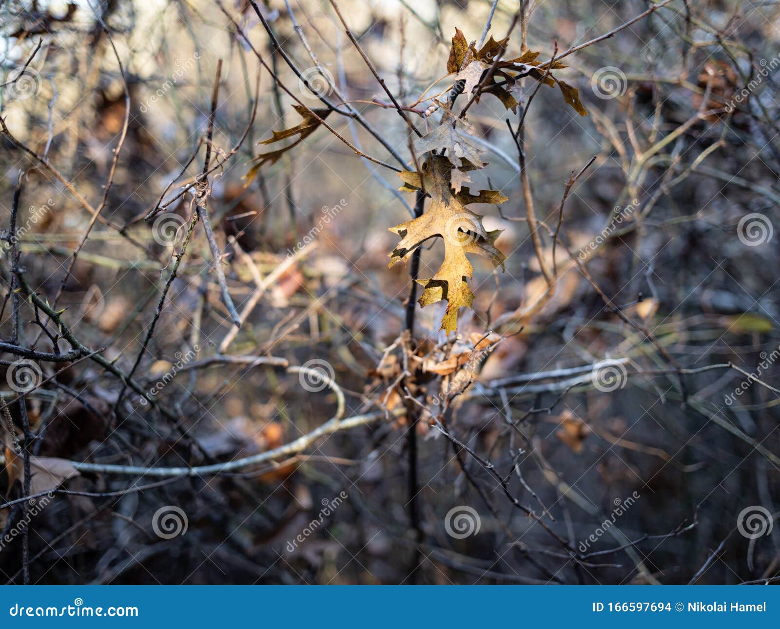 A Single Oak Leaf is Caught in a Thicket of Small Branches Near the ...
