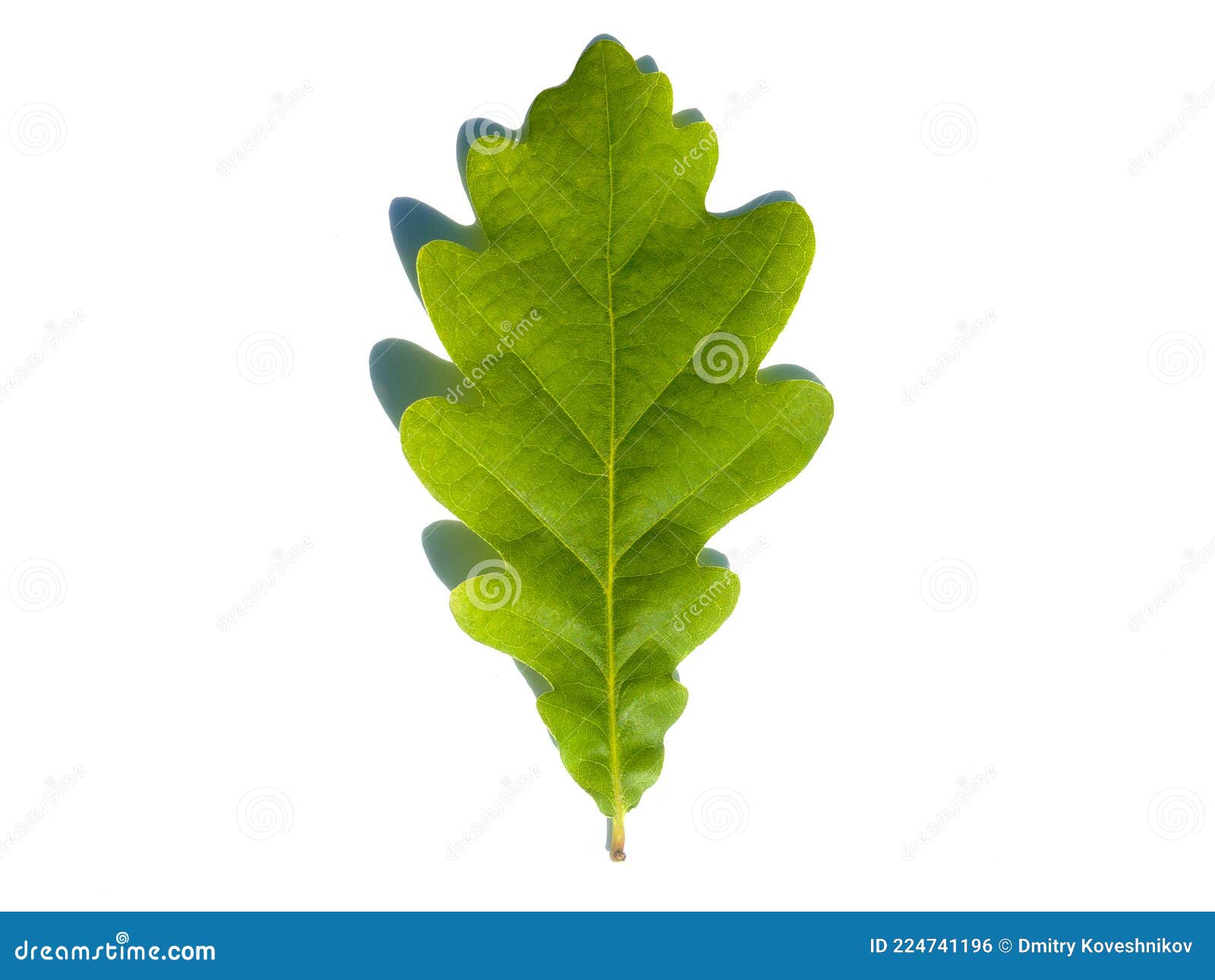 Single Oak Leaf Isolated on a White Background. Stock Photo - Image of ...