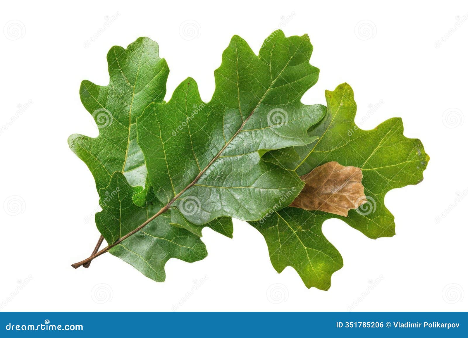 A Single Oak Leaf Isolated on a White Background. Perfect for Botanical ...