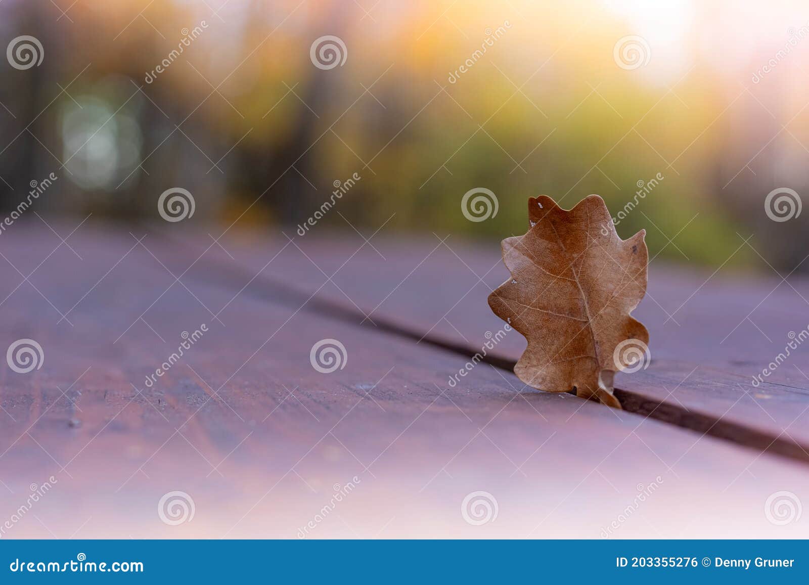 Single oak leaf in nature stock photo. Image of object - 203355276