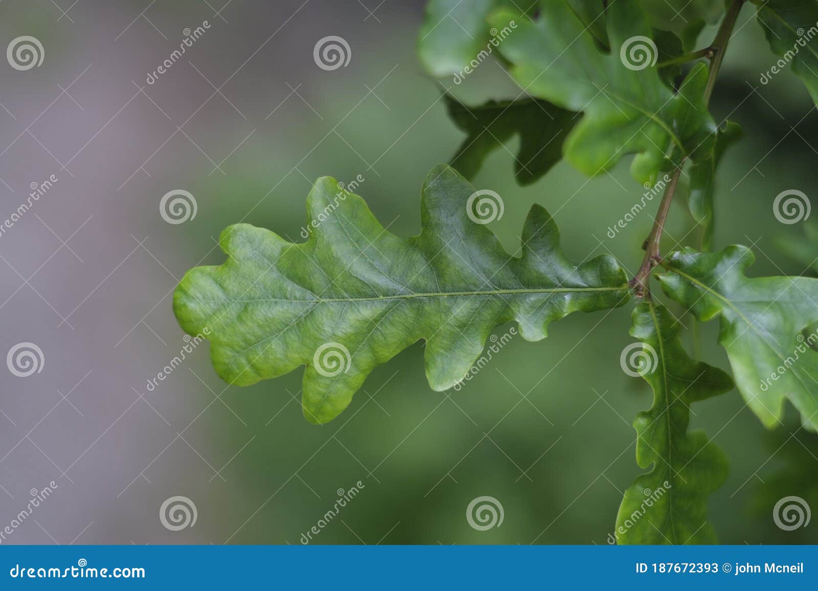 A single oak leaf stock image. Image of background, single - 187672393