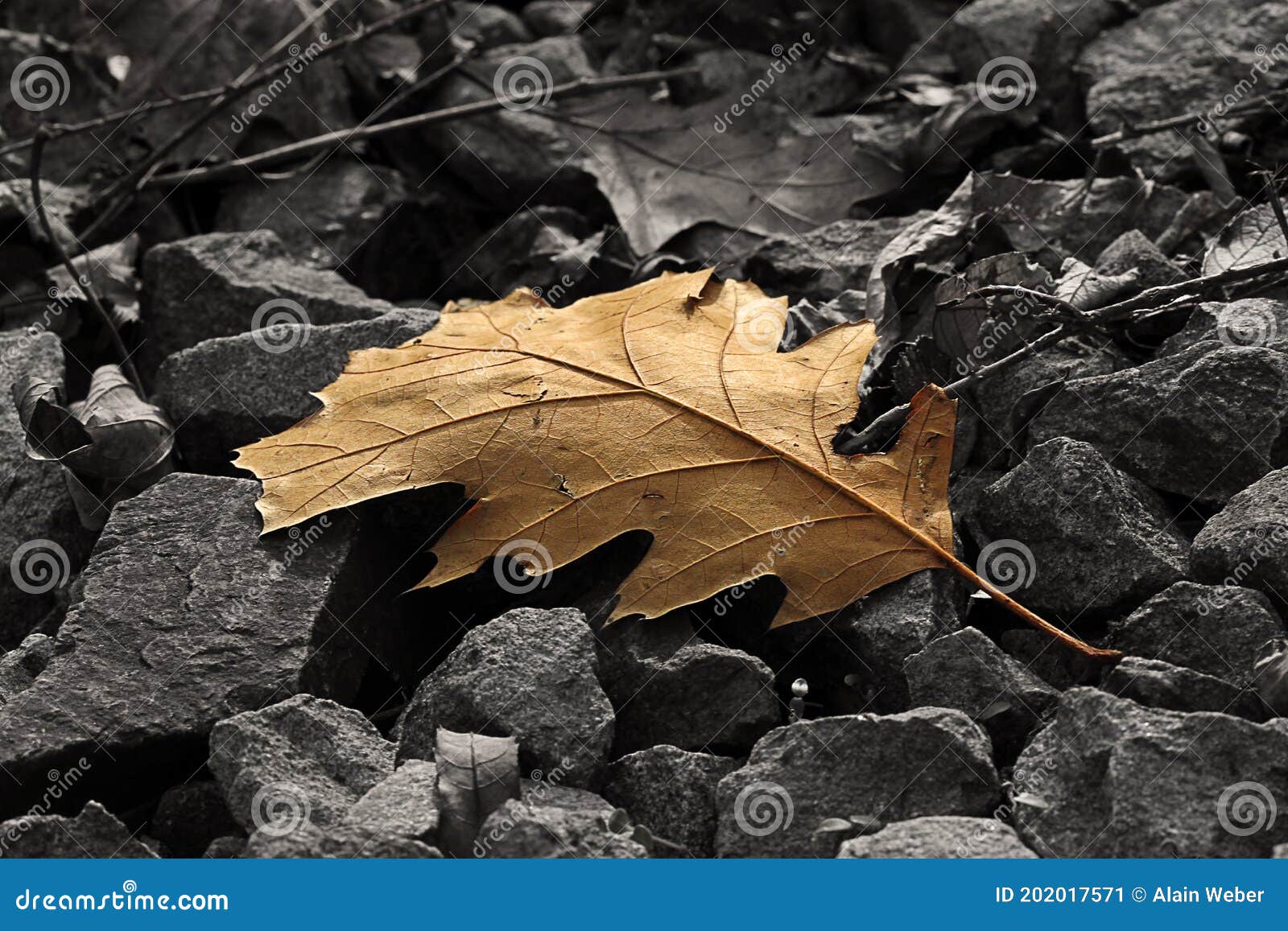 A Single Oak Leaf on a Rocky Ground Stock Image - Image of gold ...