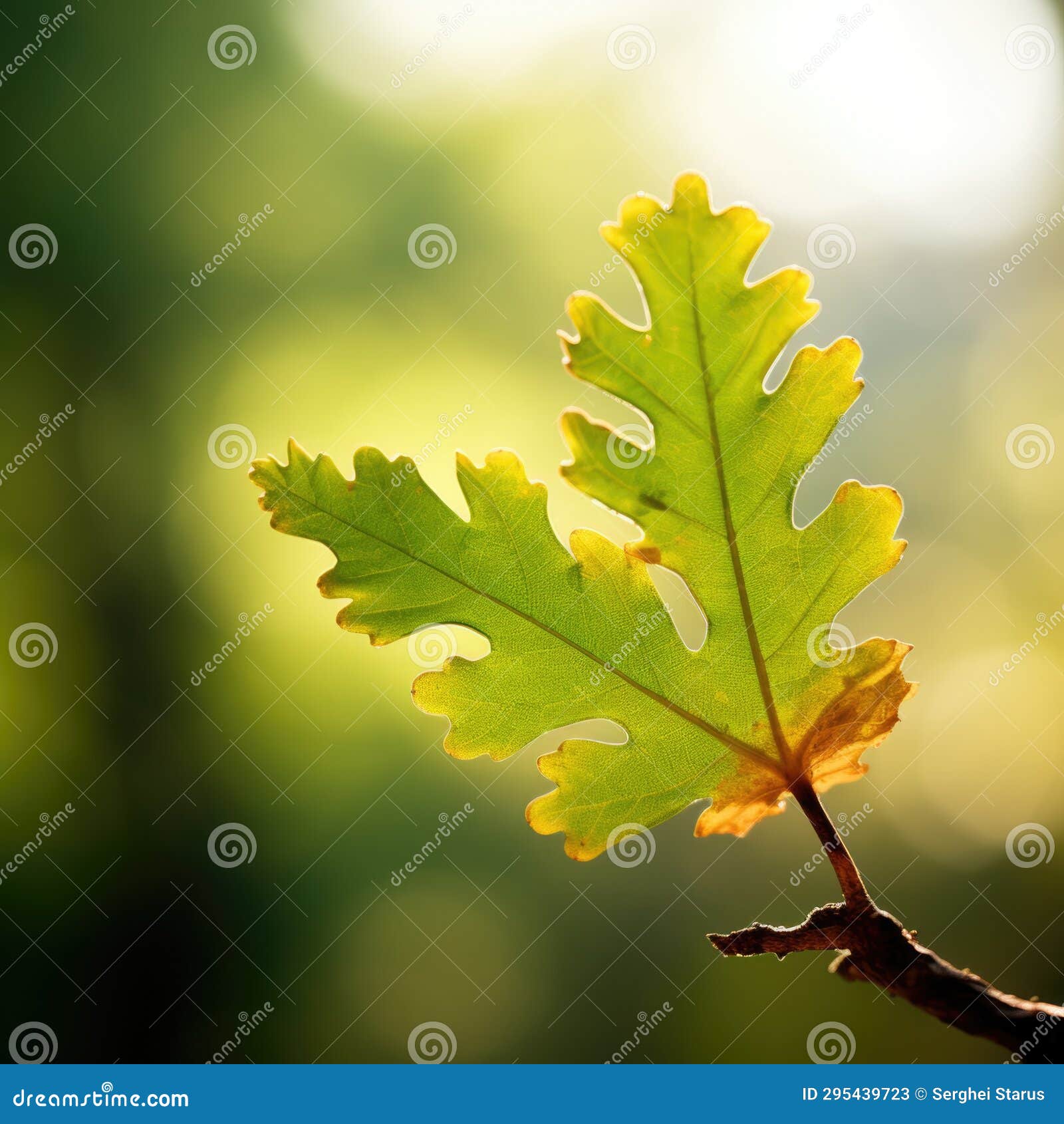 A Single Oak Leaf is Shown in the Foreground, AI Stock Illustration ...