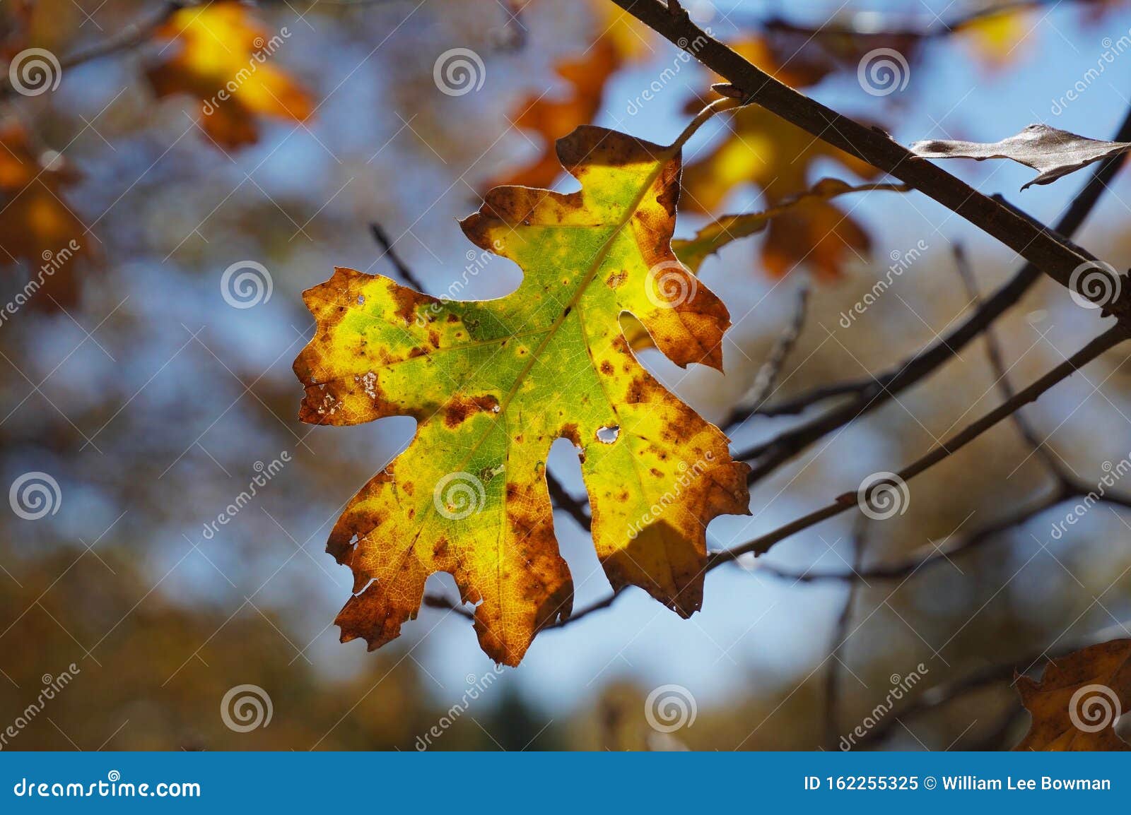 Leaf Turning Red During Fall Season On American Sweetgum Tree, Also ...