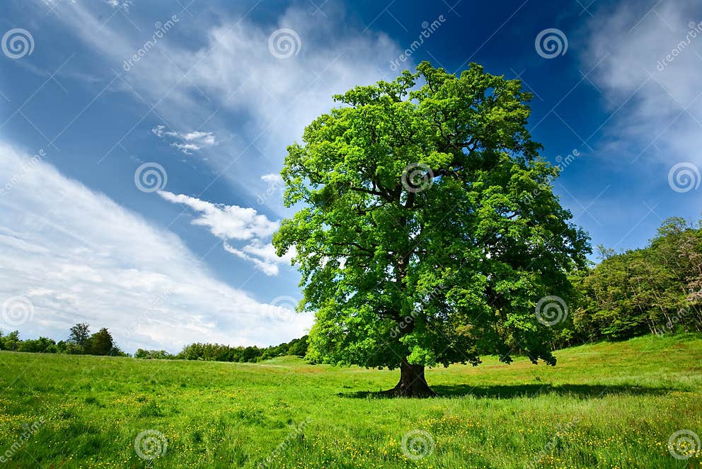 Single oak tree stock image. Image of rural, forest, meadow - 14456501