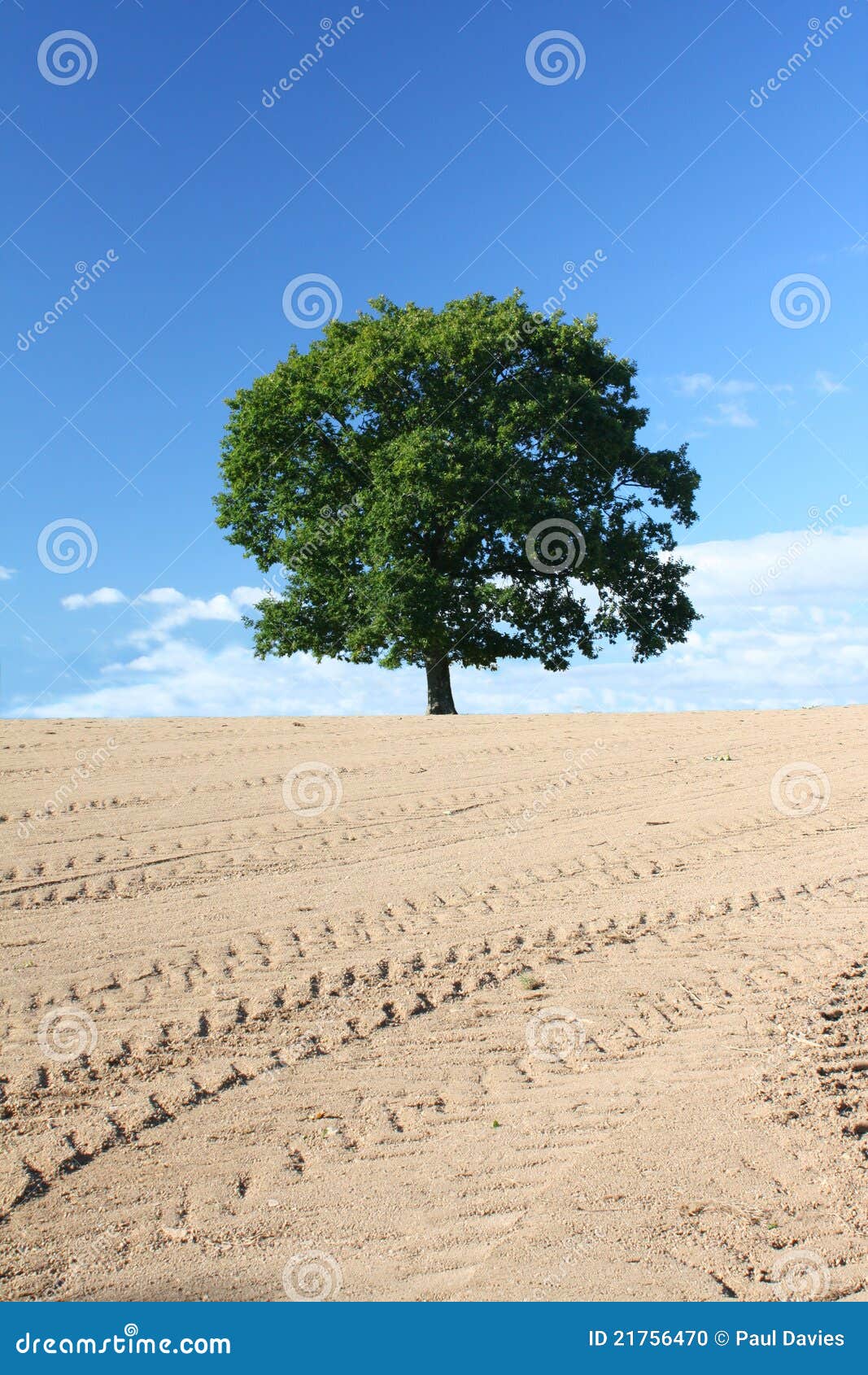 Lone/Single Isolated Tree Countryside Landscape, Landscape Depicting ...