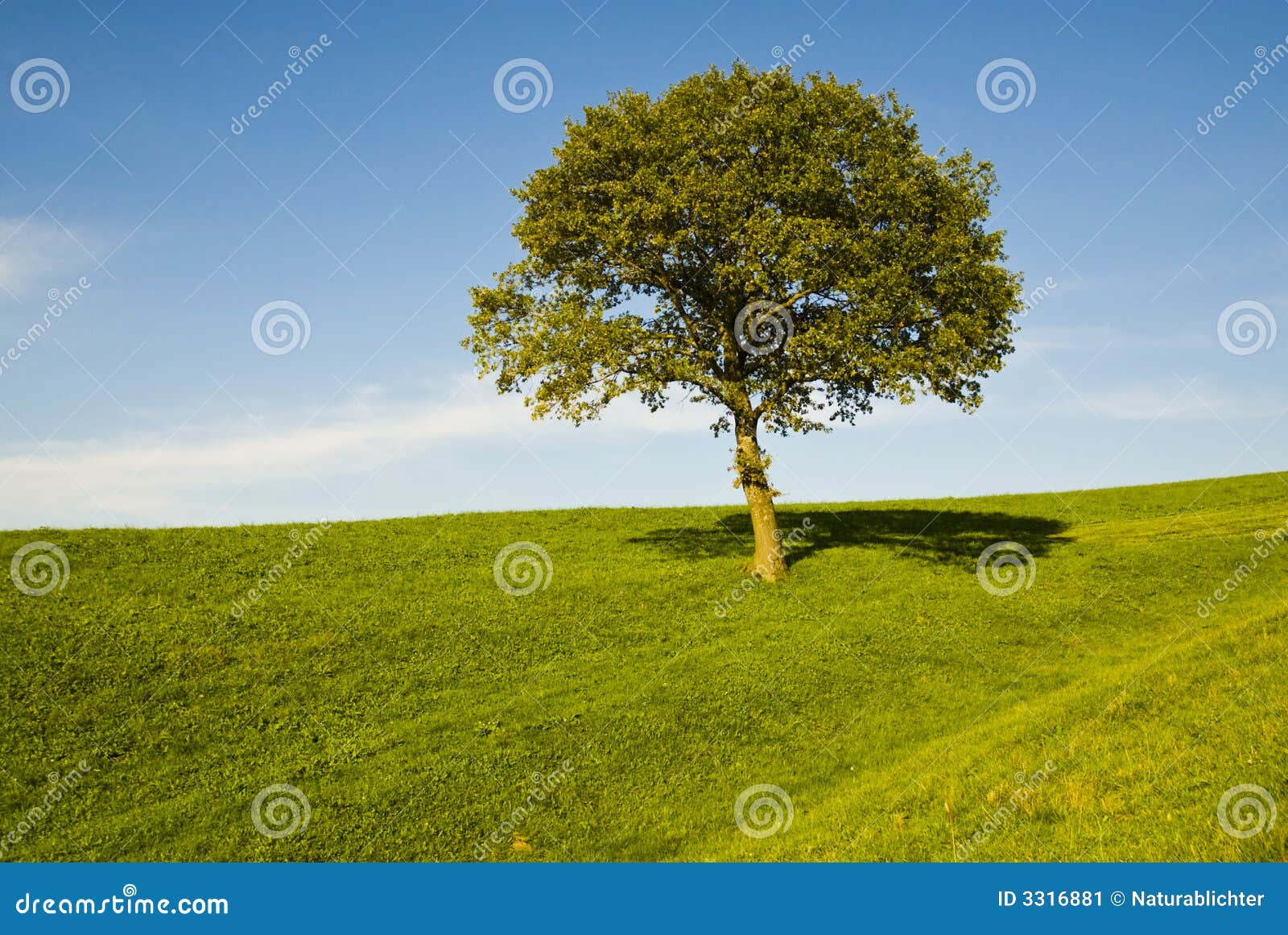Single oak tree in field stock image. Image of grassy - 3316881