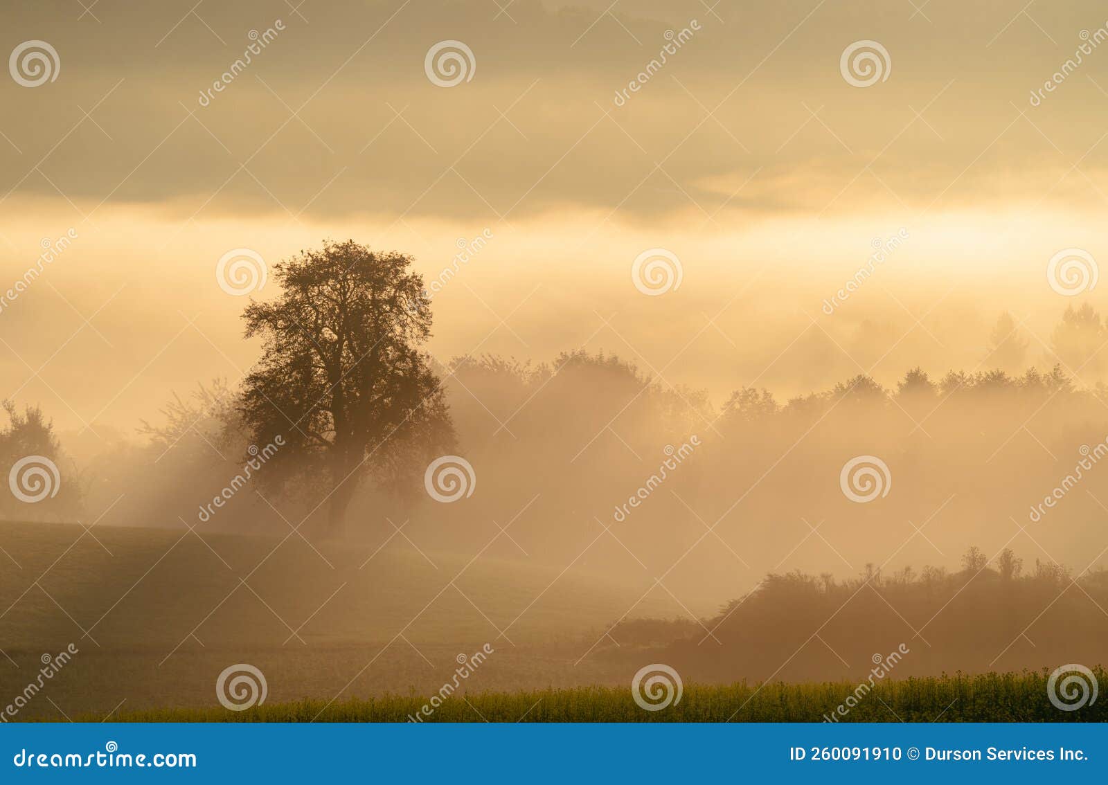 Single Oak Tree in a Field at Sunrise. Stock Photo - Image of ...