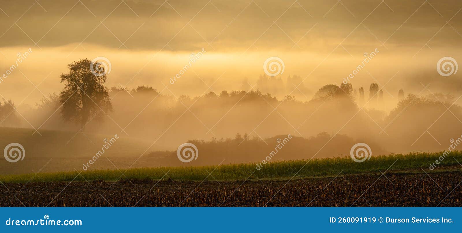 Single Oak Tree in a Field at Sunrise. Stock Image - Image of field ...