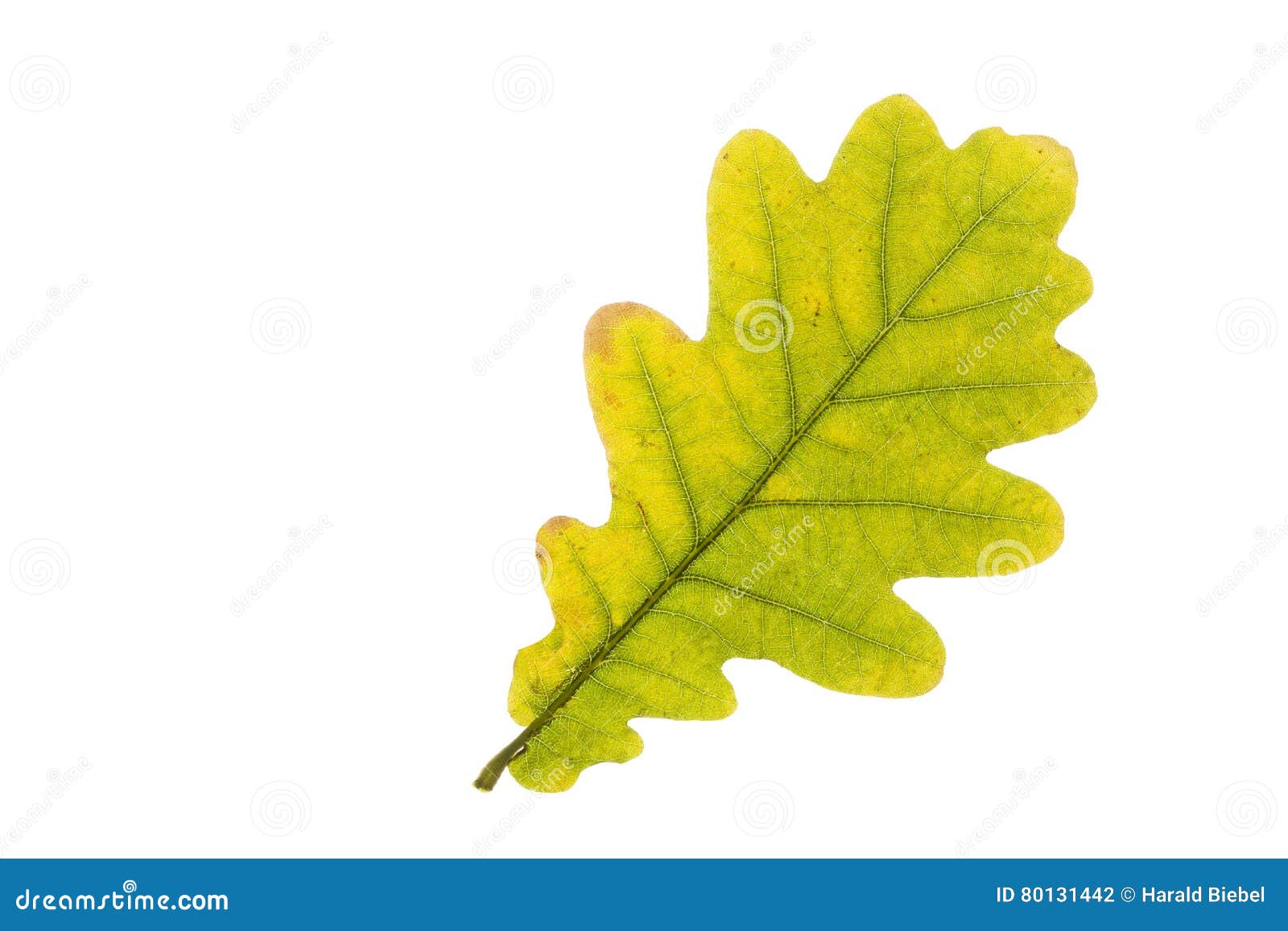 Oak Tree Leaf