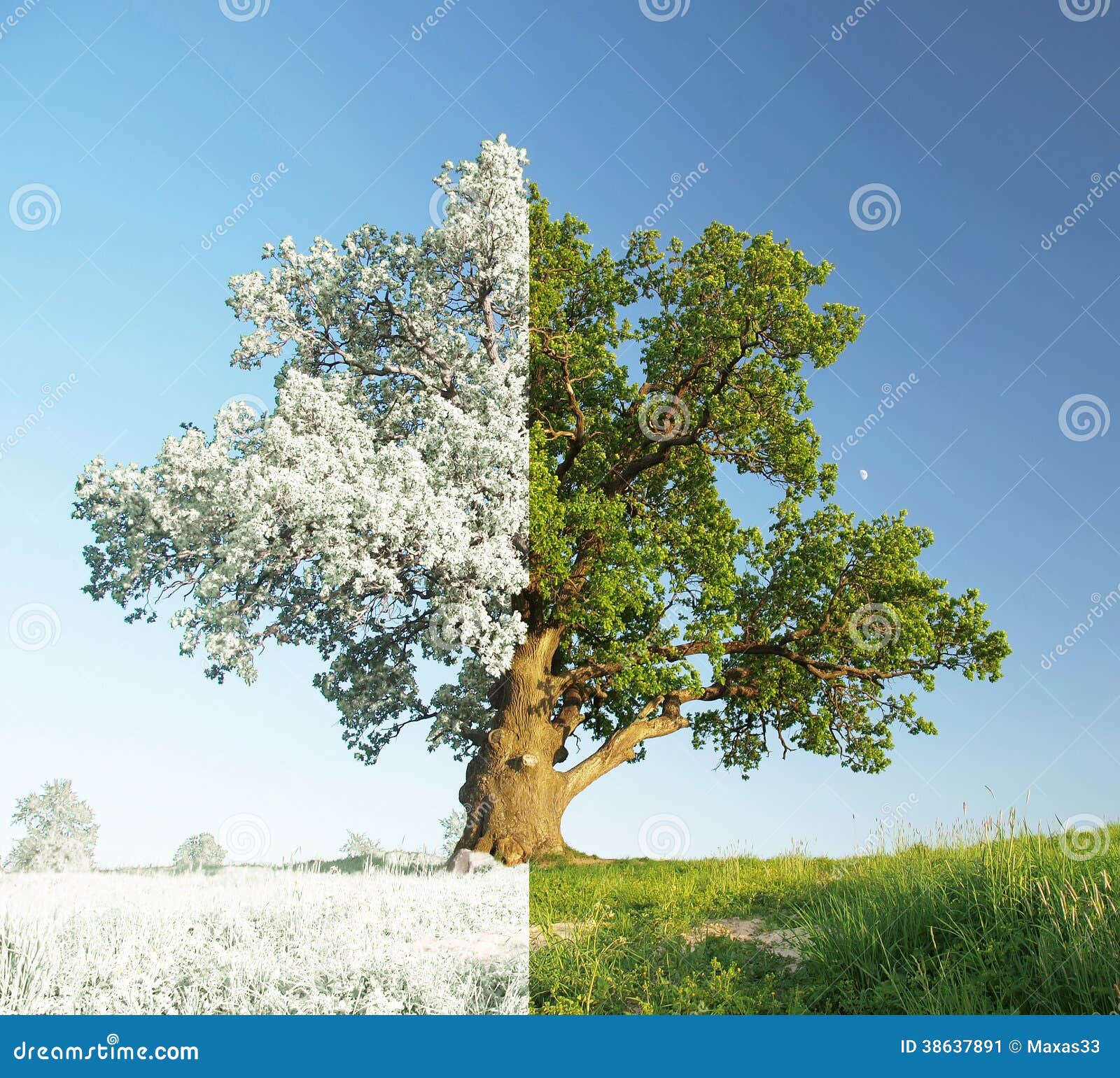 Oak Tree In Summer