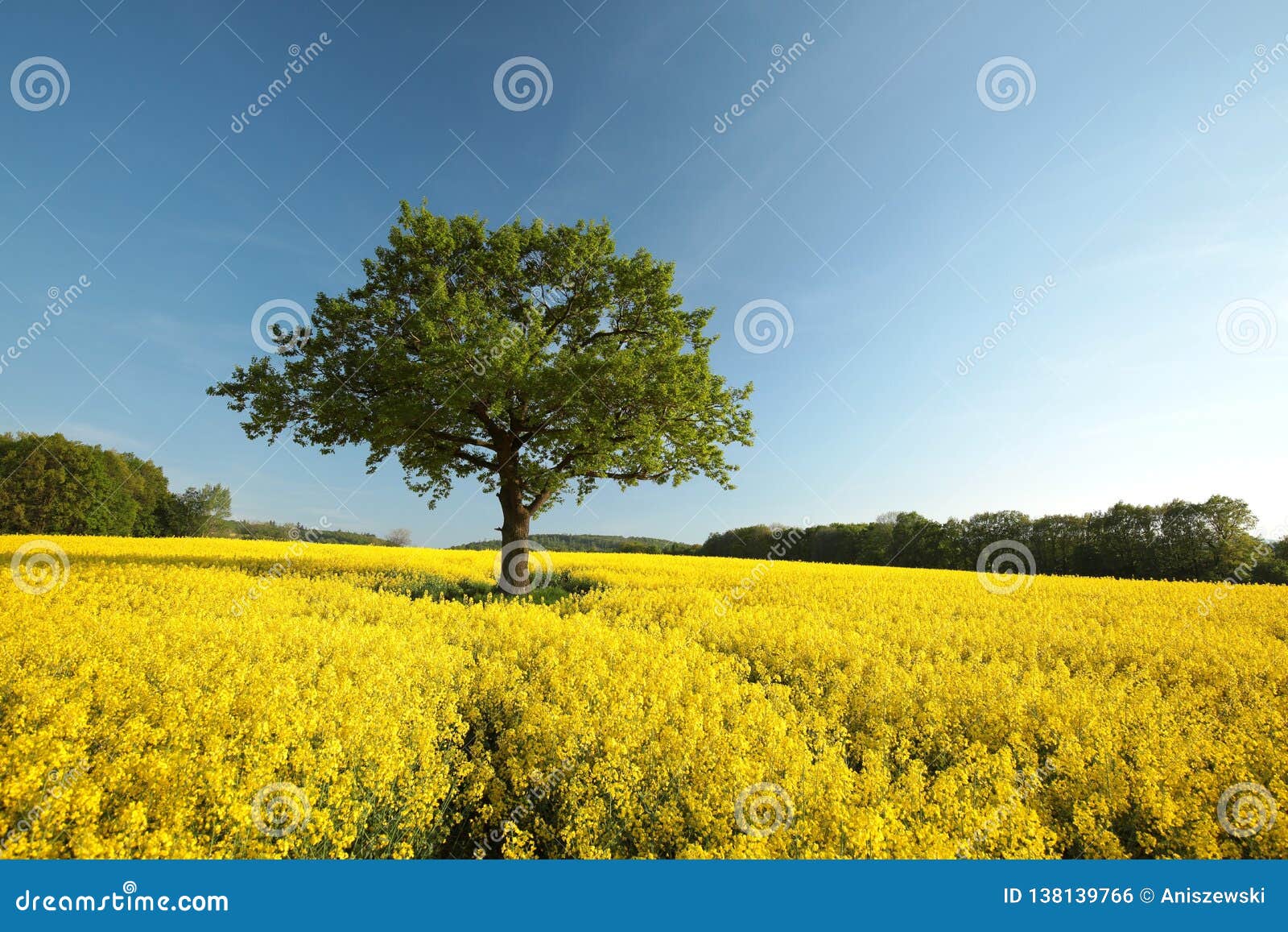 Single Oak Tree in a Field, Spring Stock Photo - Image of beautiful ...