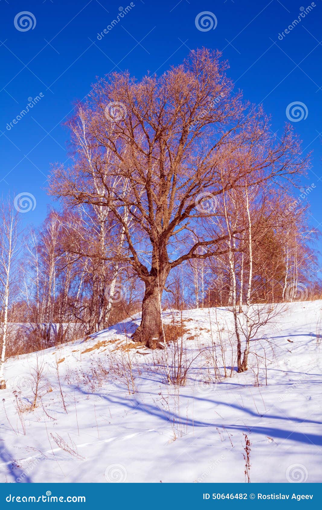 Single Oak Tree at Snowy Slope Landscape Stock Photo - Image of snow ...
