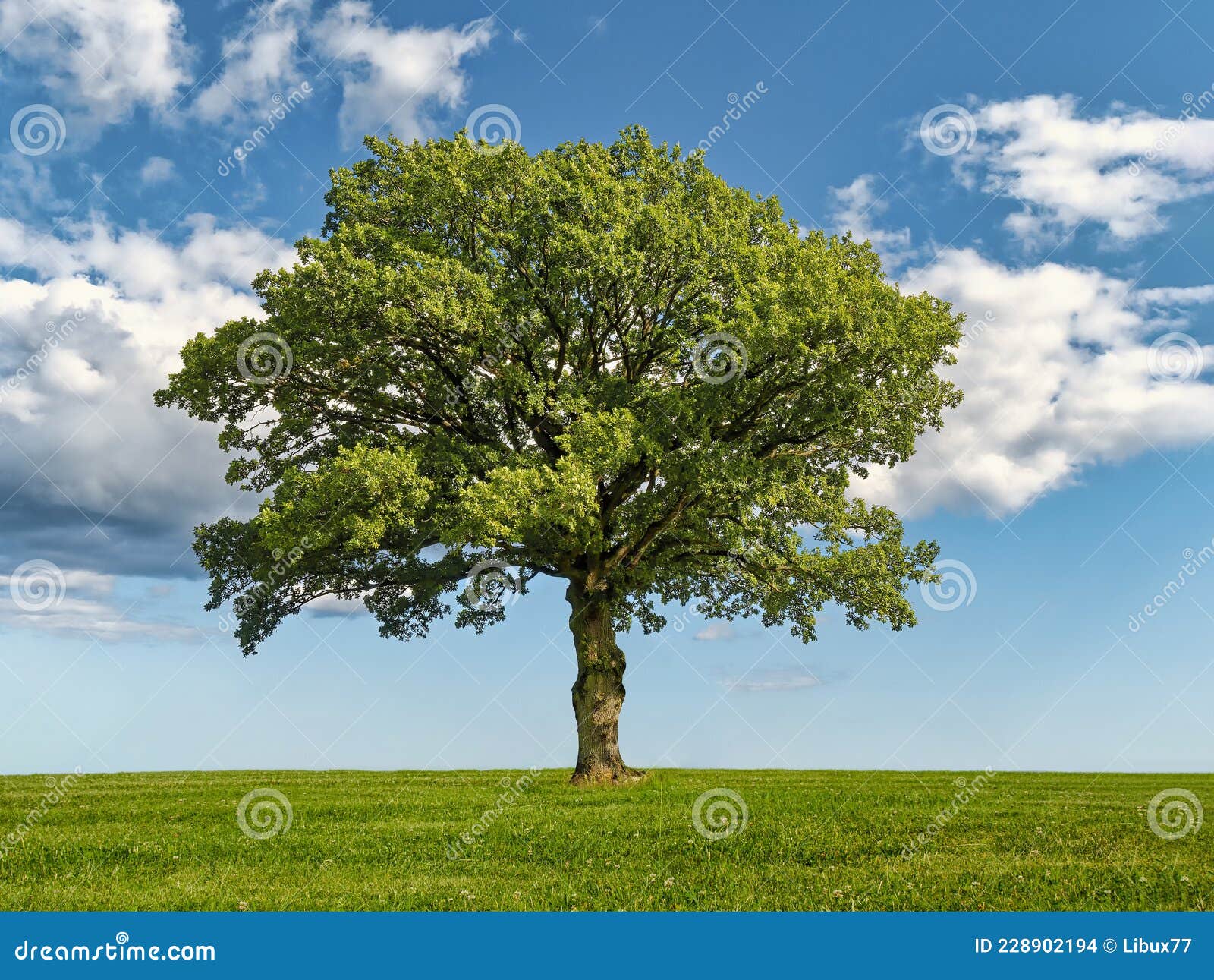 Single Oak Tree Standing Alone with Blue Sky and Grass Stock Photo ...