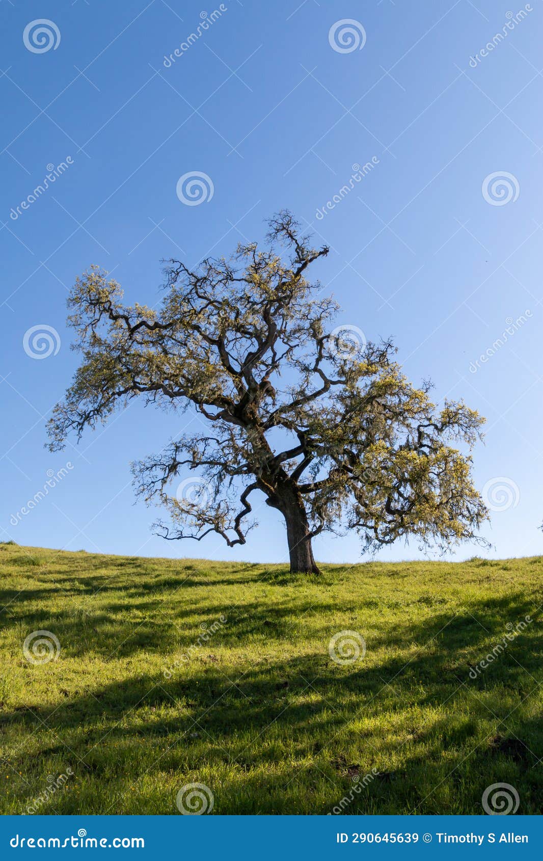 A Single Oak Tree is Standing on the Hill with Blue Sky Behind it Stock ...