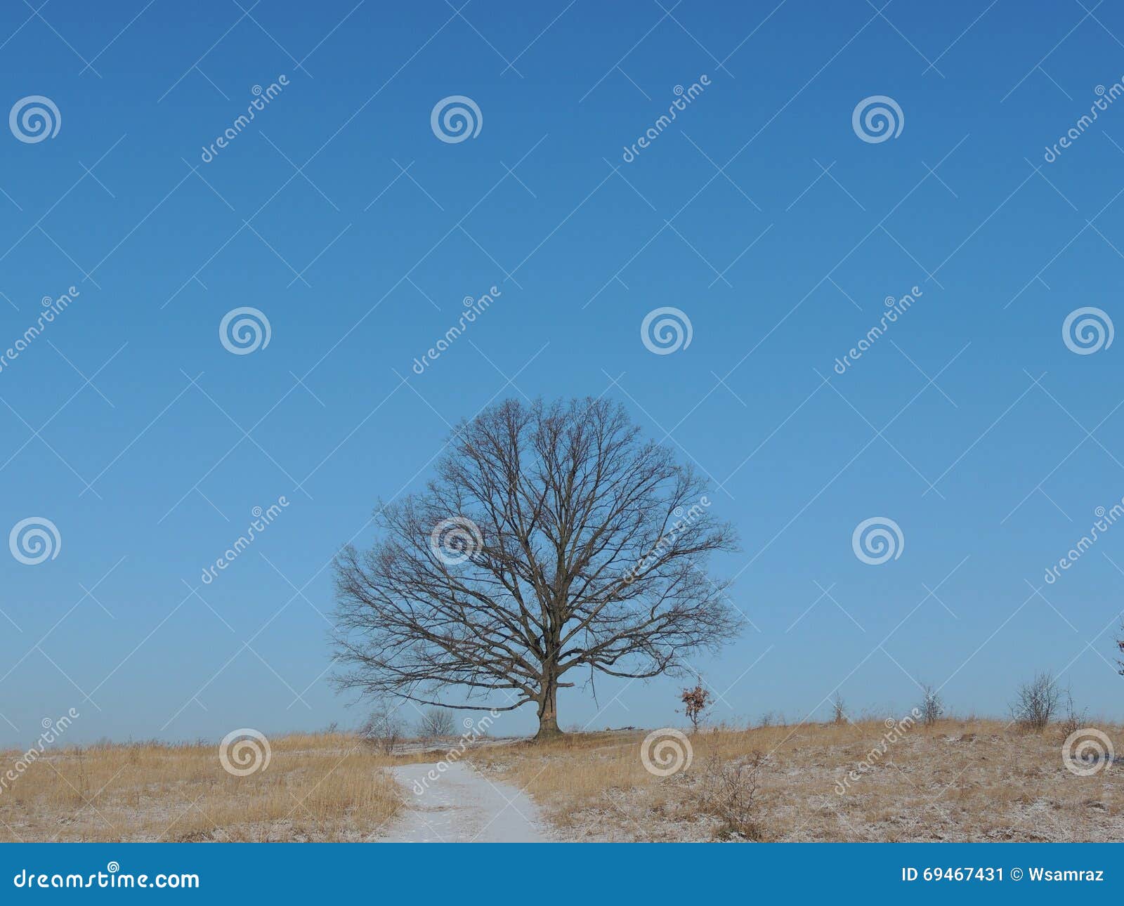 Single Oak Tree stock image. Image of grow, blue, path - 69467431